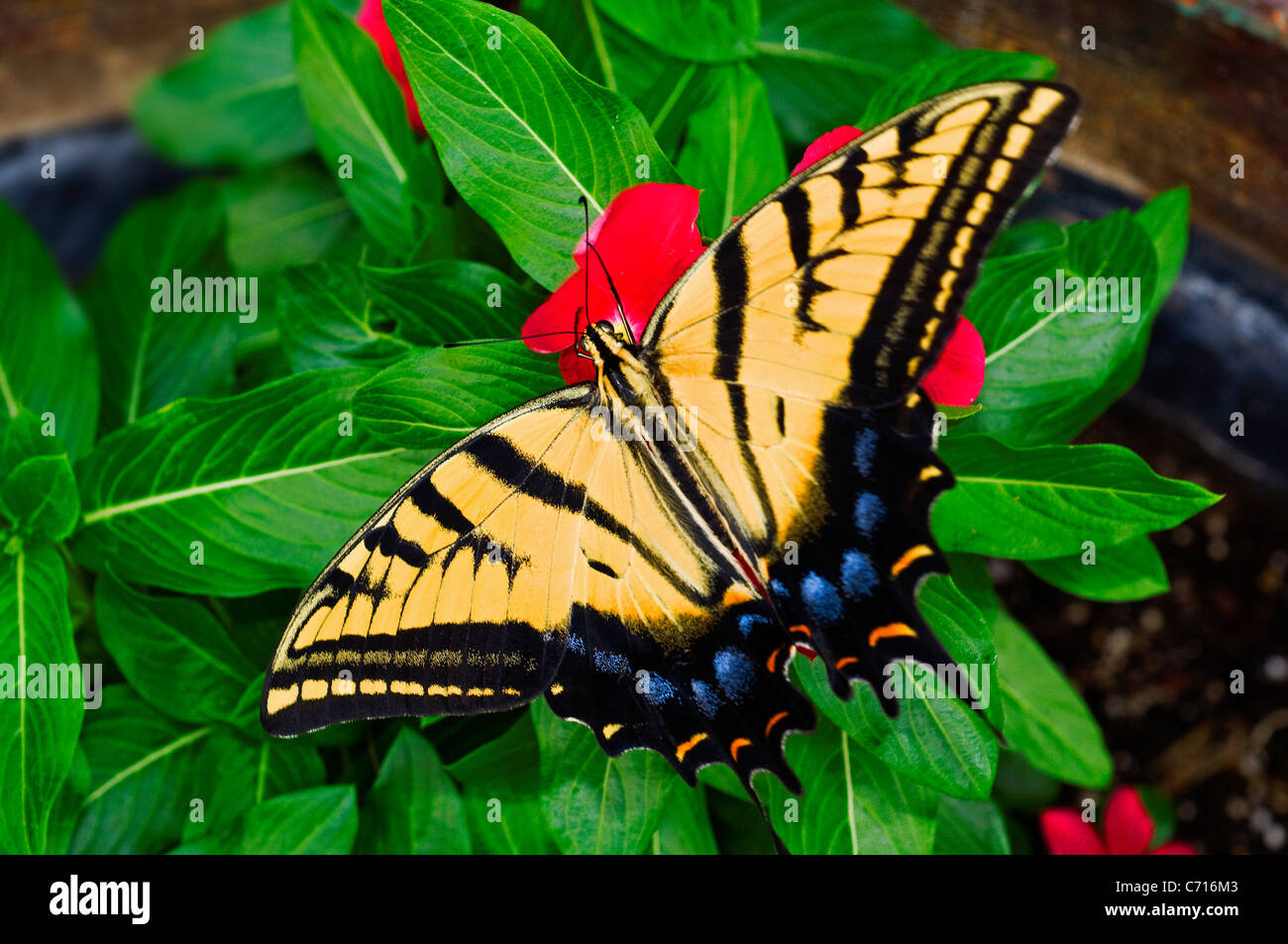 Butterfly resting on plant hi-res stock photography and images - Alamy