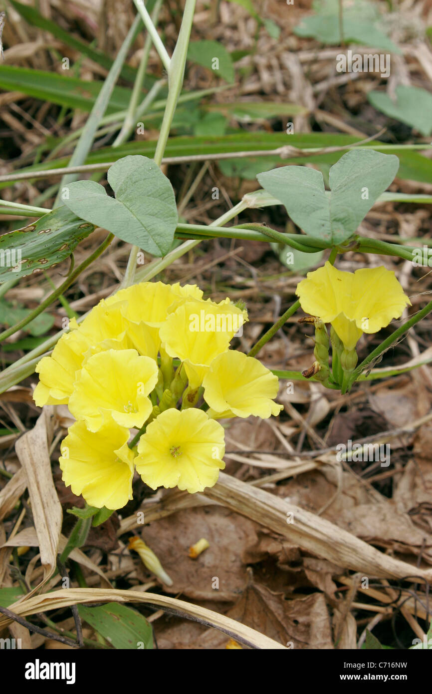 Flower (Ipomoea subcapitata: Convolvulaceae) in rainforest, Cameroon ...