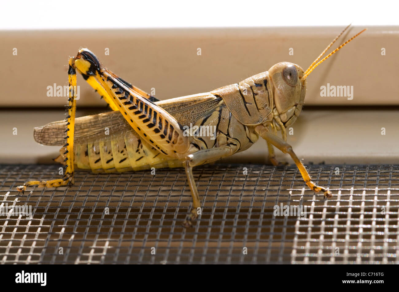 Grasshopper window hi-res stock photography and images - Alamy