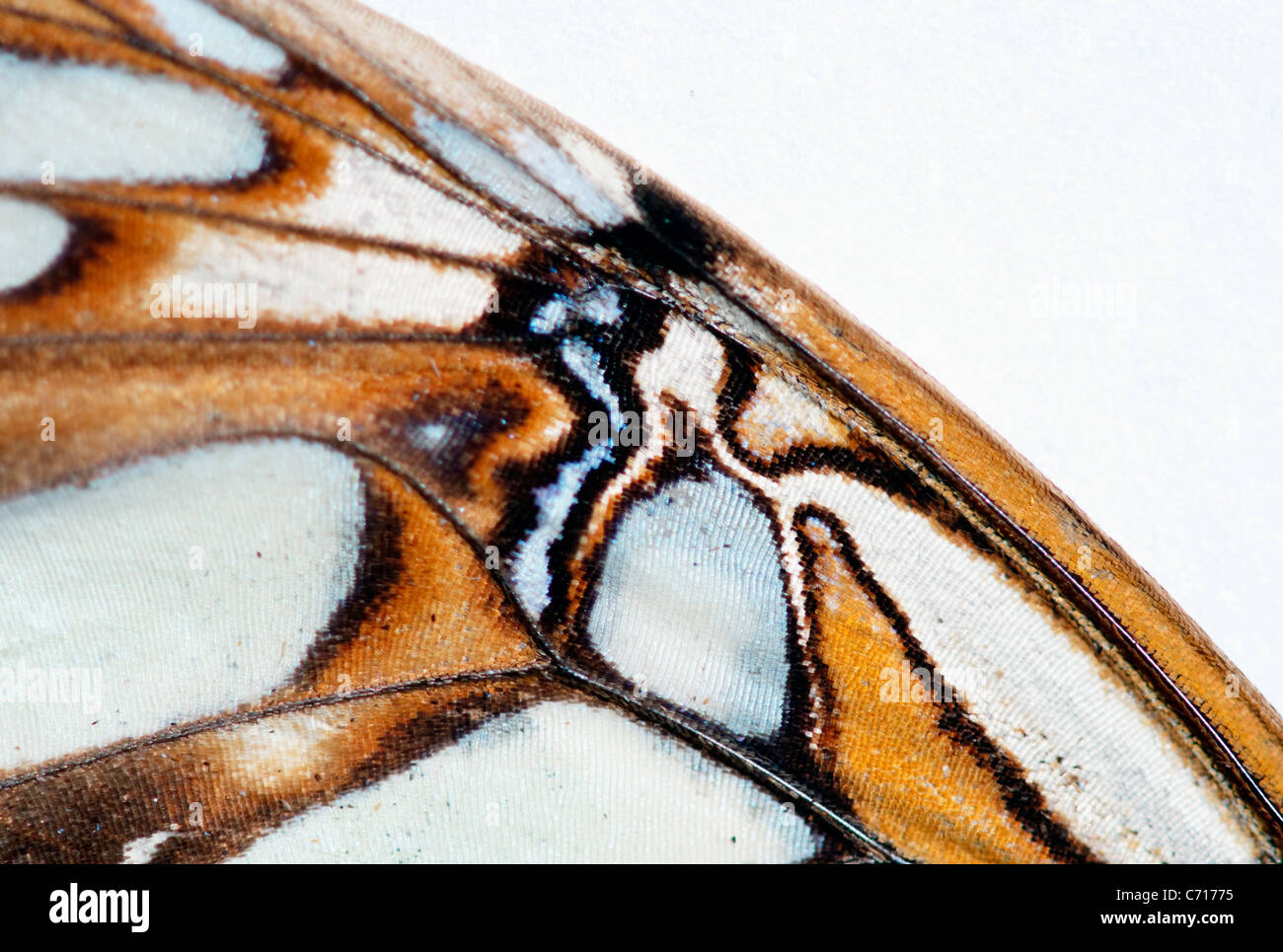 Butterfly wing detail hi-res stock photography and images - Alamy