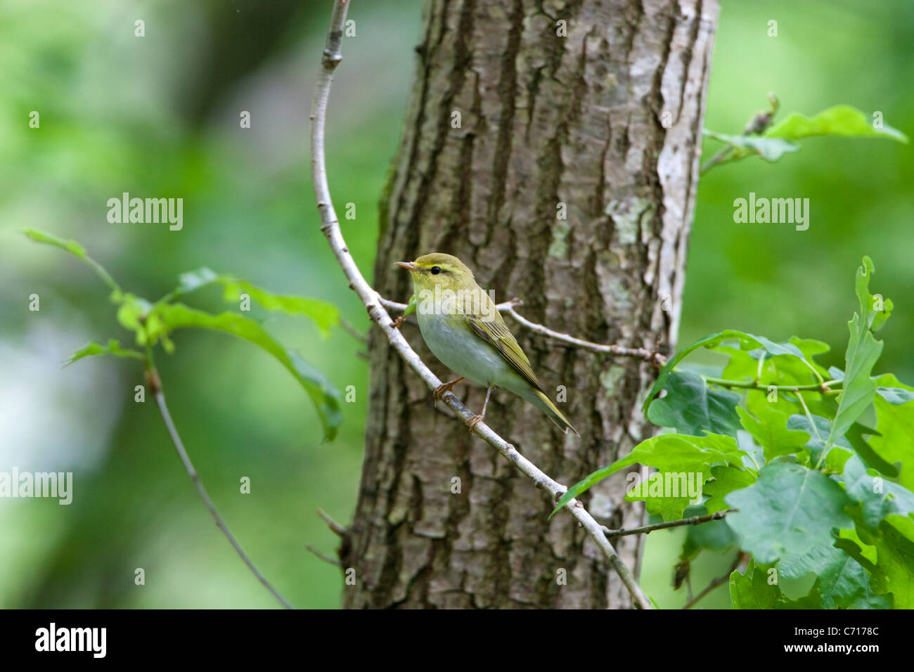 Wood warbler oak hi-res stock photography and images - Alamy