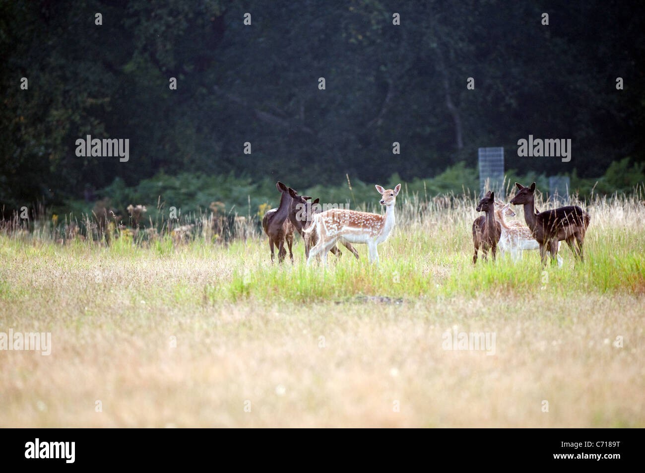 Menil fallow deer hi-res stock photography and images - Alamy