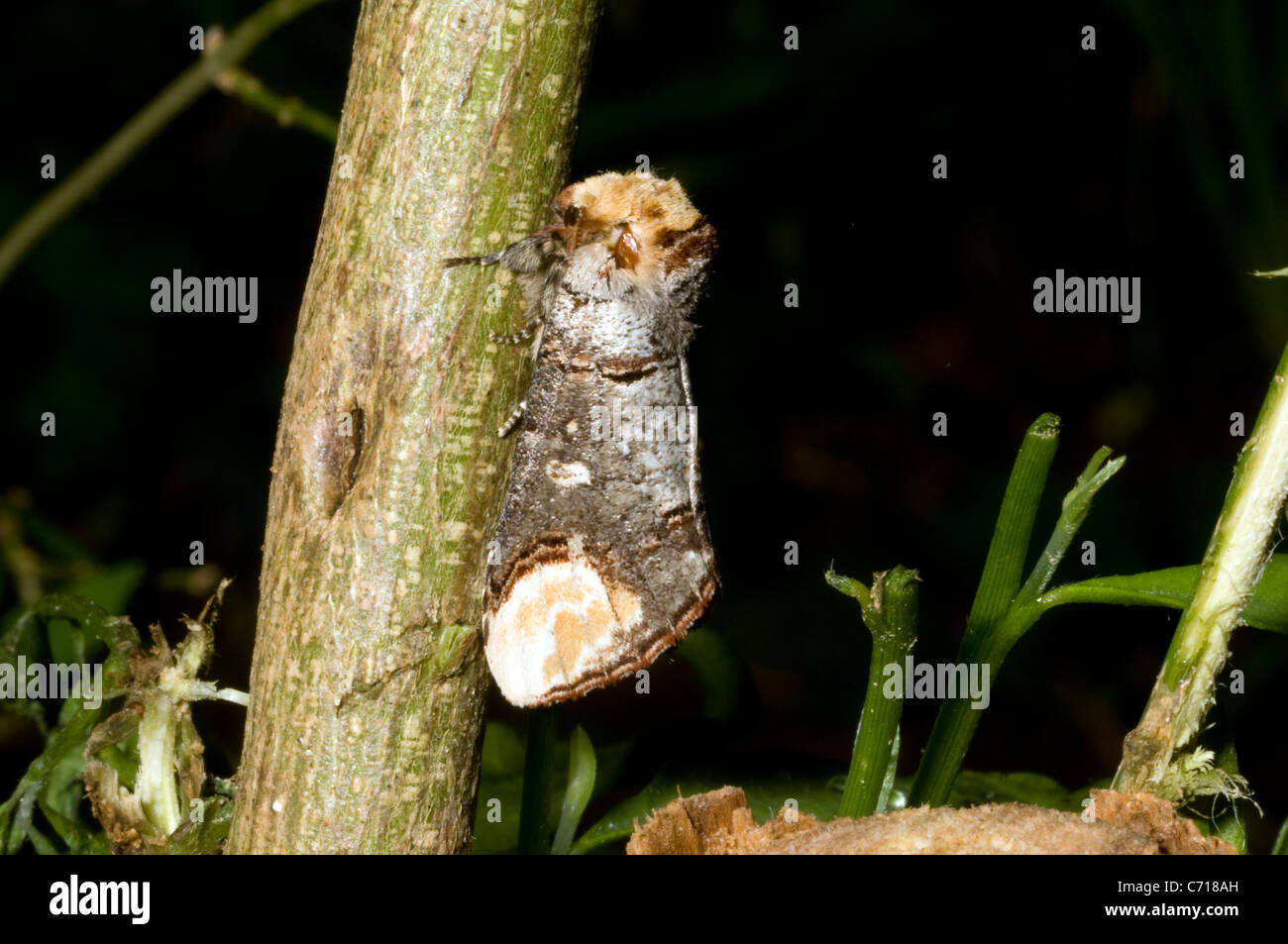 Buff tipped moth hi-res stock photography and images - Alamy