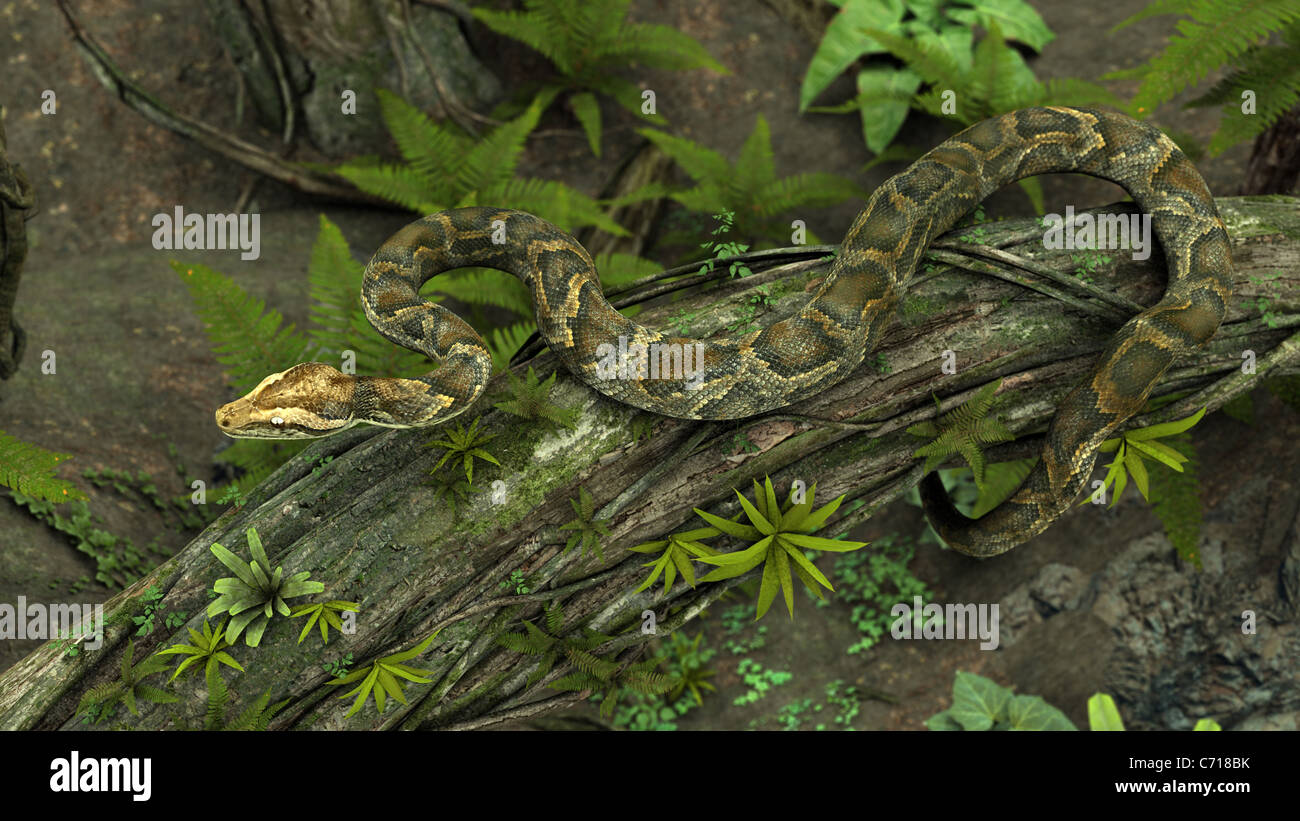 green forest python Stock Photo - Alamy
