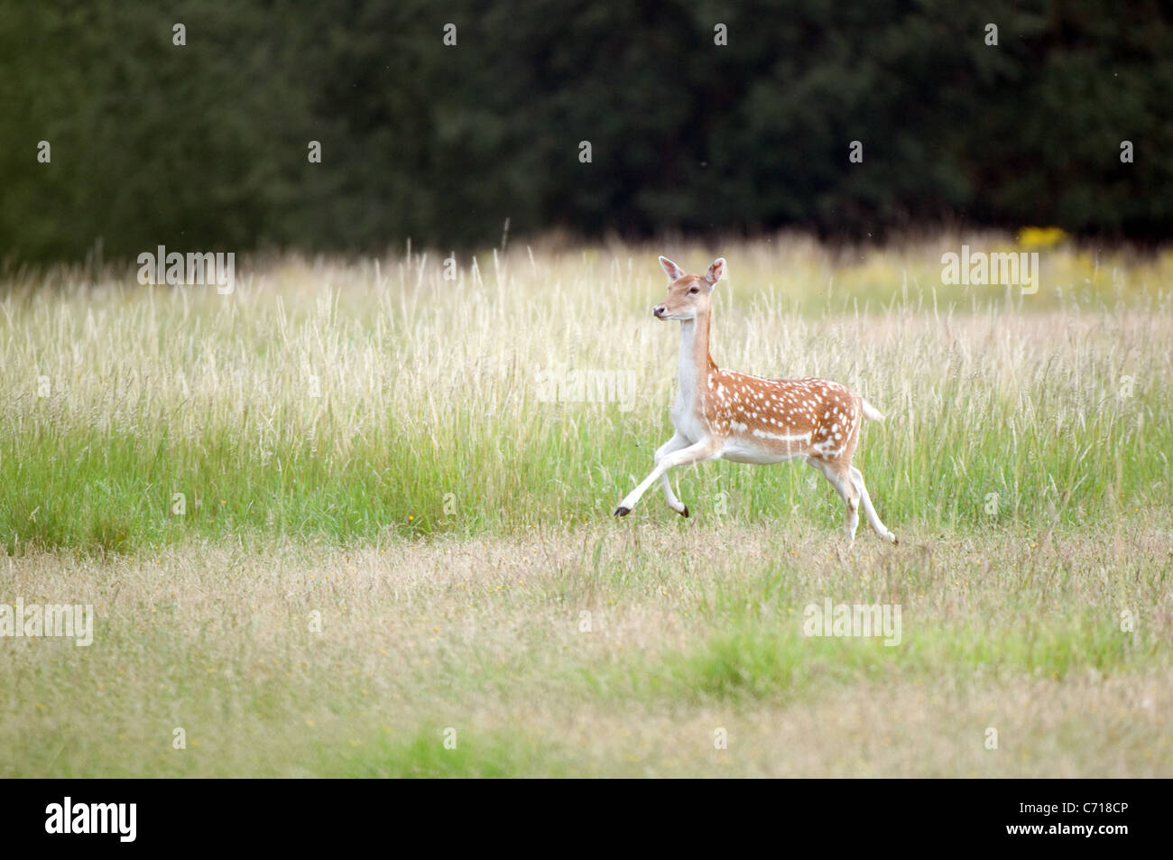 Menil fallow deer hi-res stock photography and images - Alamy