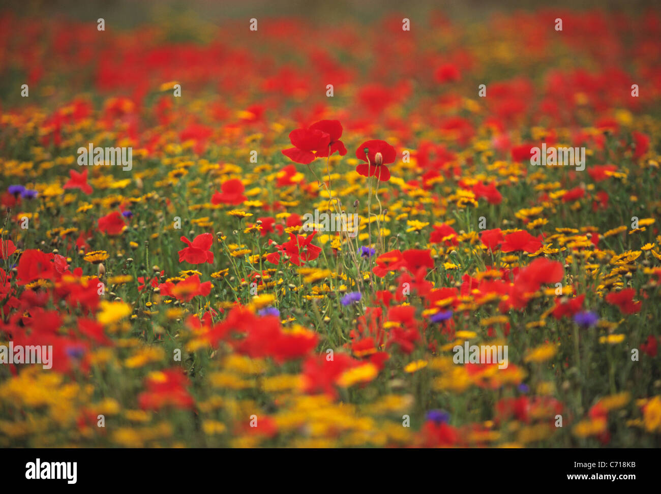 Papaver rhoeas, Poppy field, Mixed colours wild flowers subject Stock ...