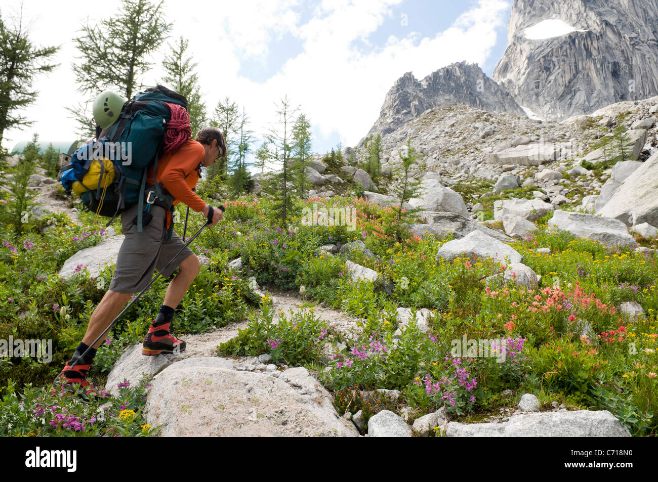 Man hiking up flowery trail, Bugaboo Provincial Park, Radium, British ...