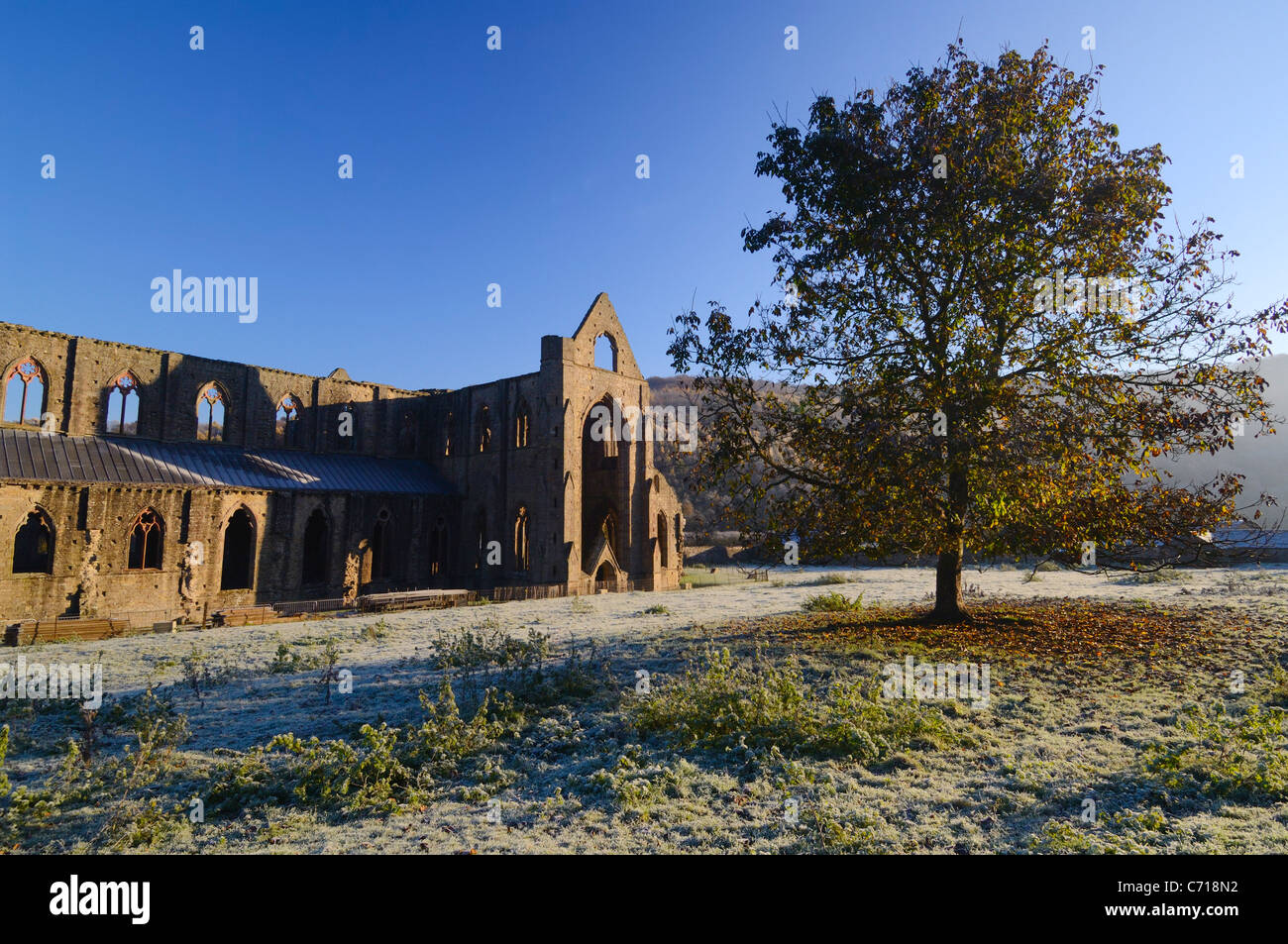 The ruins of Tintern Abbey on a frosty autumn morning. Tintern ...