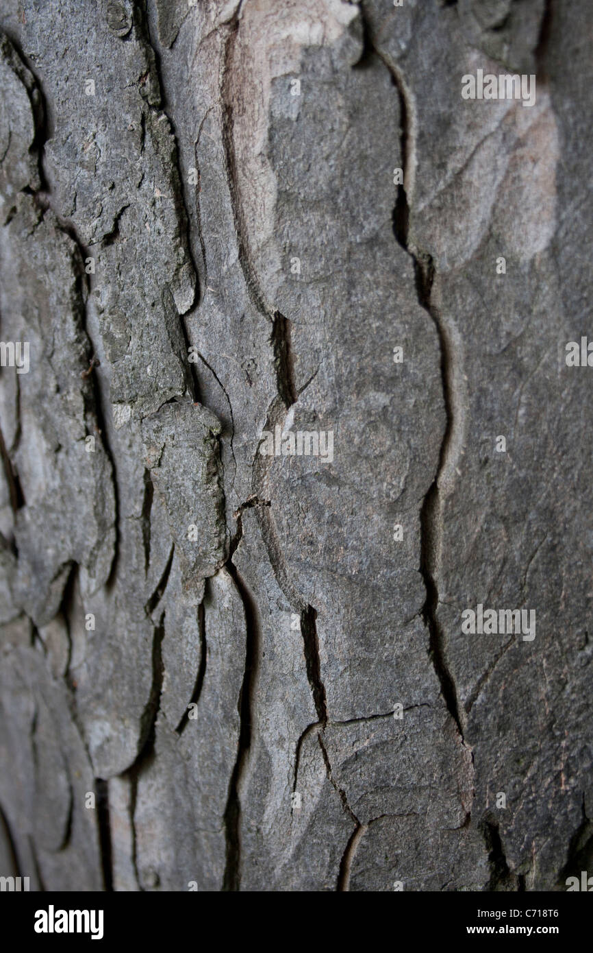 Oak tree bark cracks hi-res stock photography and images - Alamy