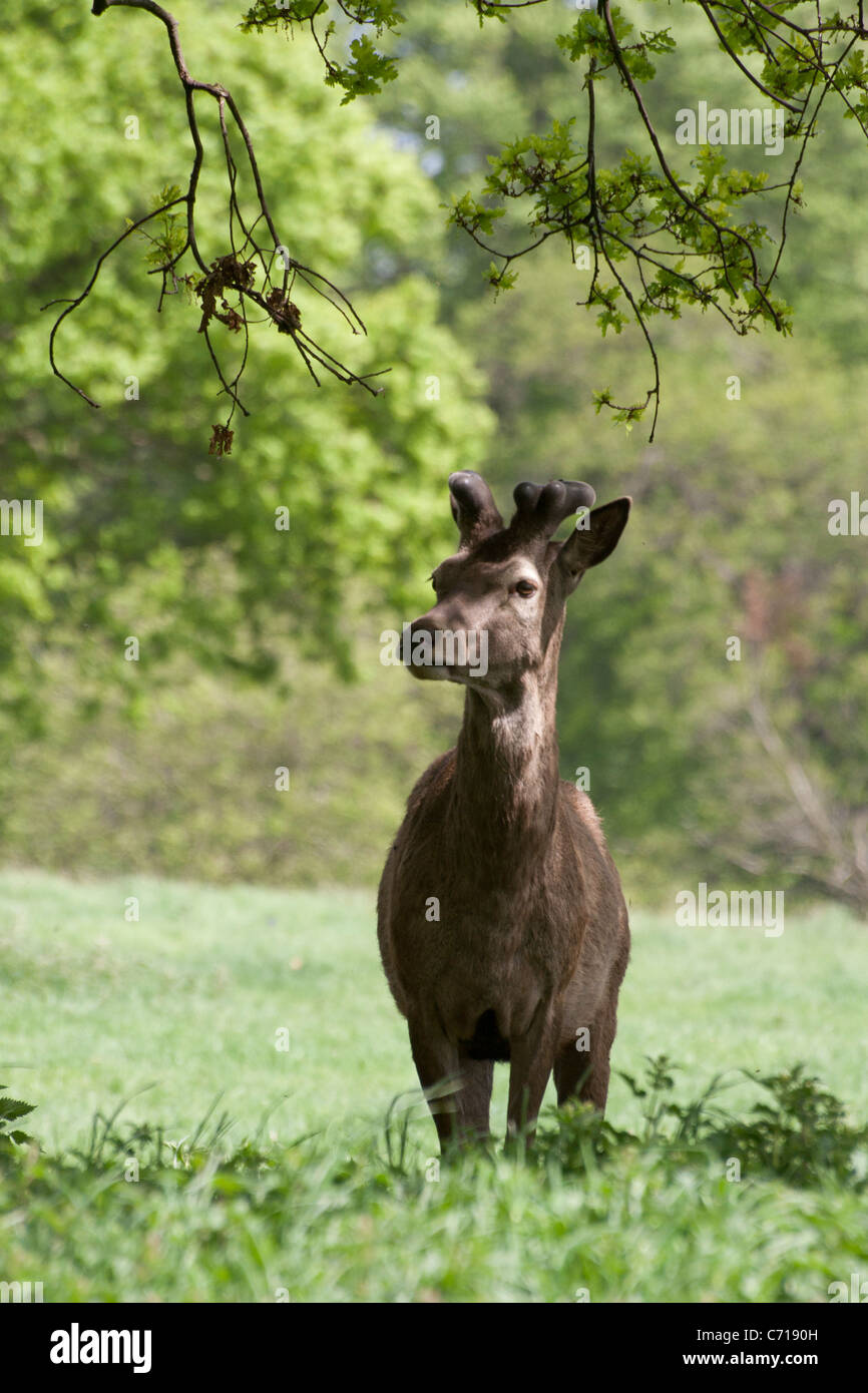 Roe hall hi-res stock photography and images - Alamy