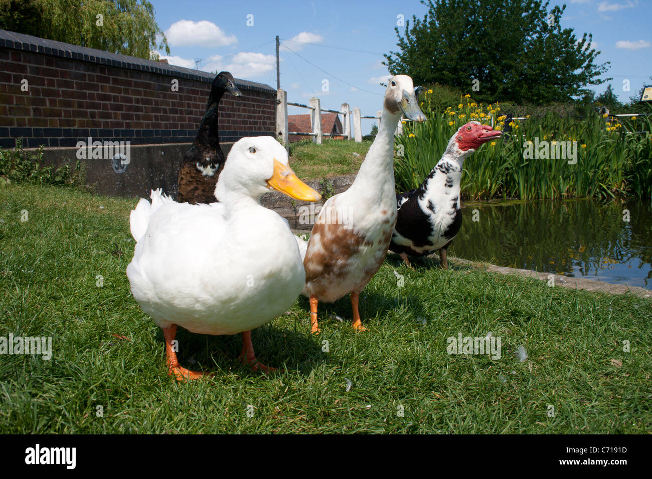 four ducks on a canal Stock Photo - Alamy