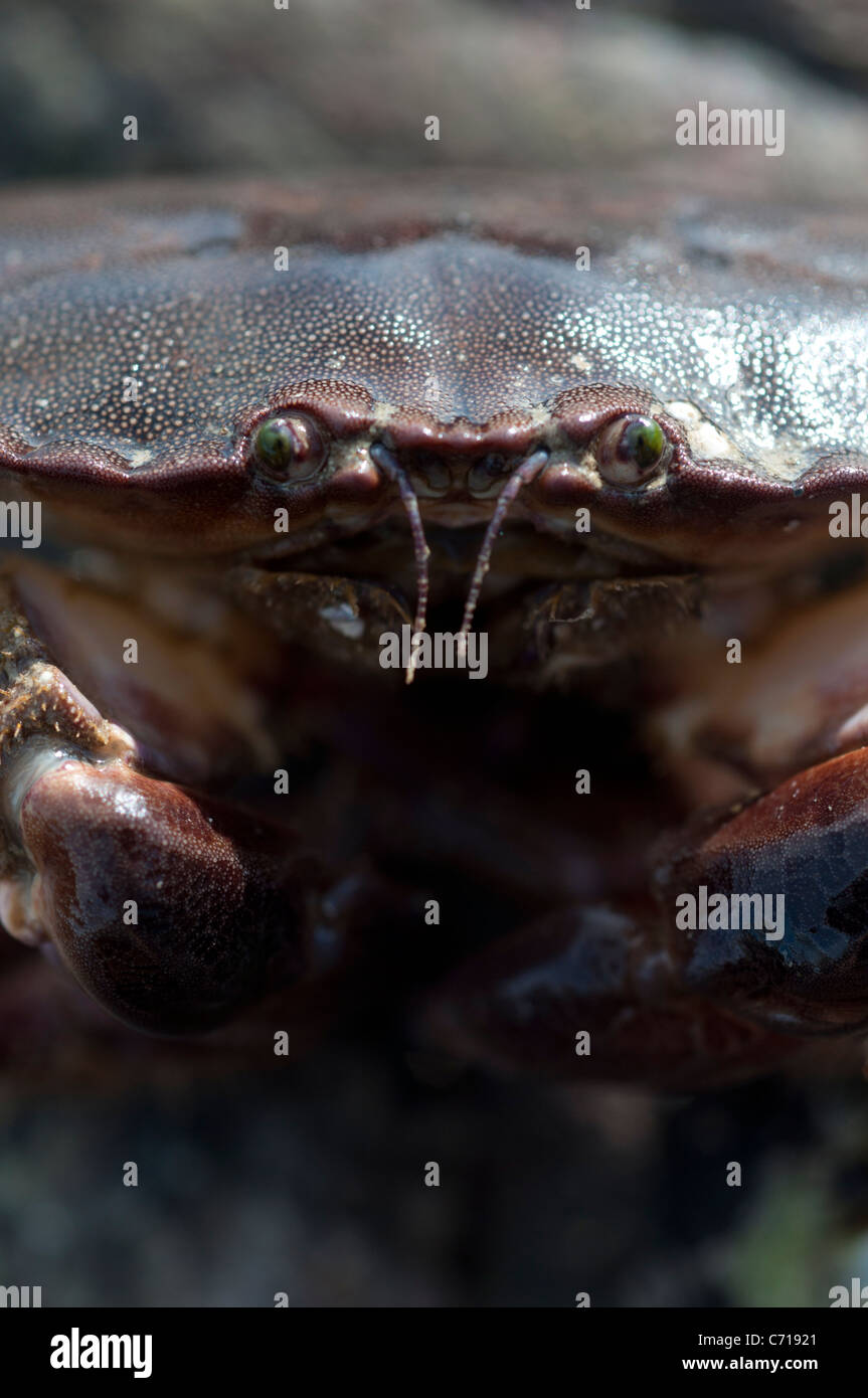 Cancer pagurus crab hi-res stock photography and images - Alamy