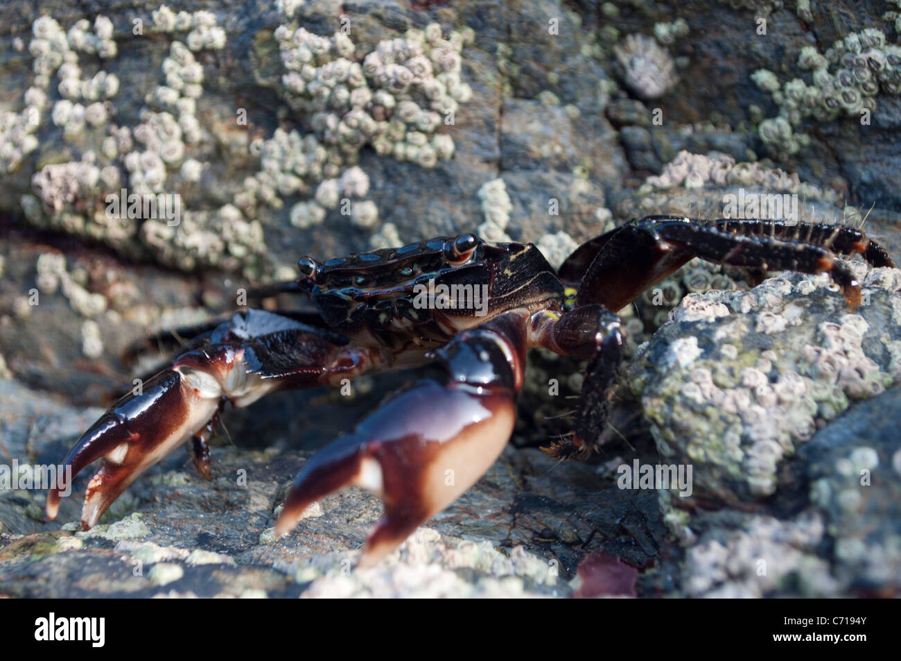 the first marbled rock crab to be recorded in cornwall Stock Photo - Alamy