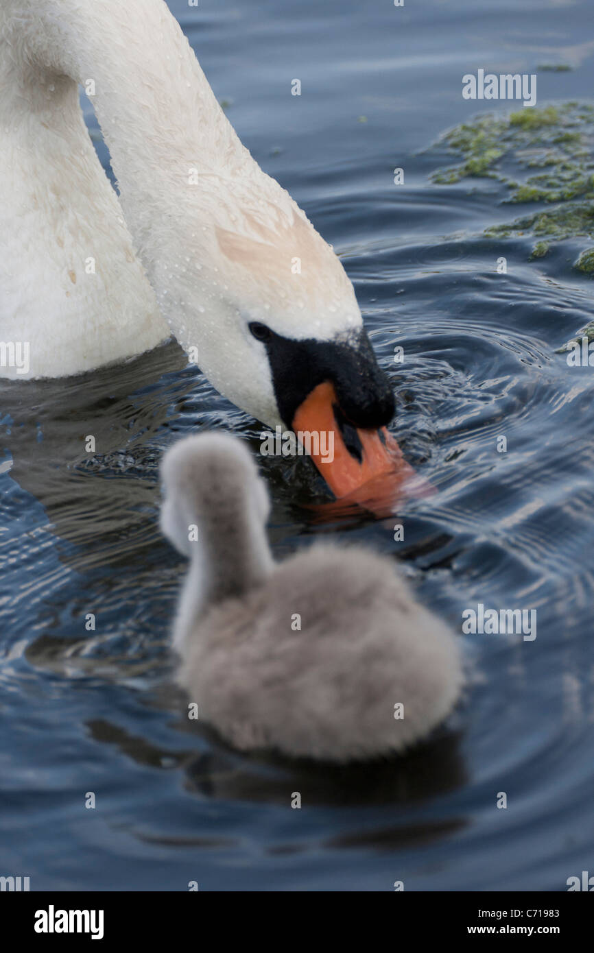a pen mute swan feeds her young Stock Photo - Alamy