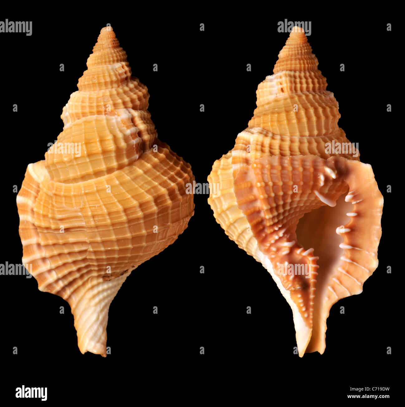 Reticulated Distorsio shell (Distorsio reticulata) c3cm. Region: Indo ...