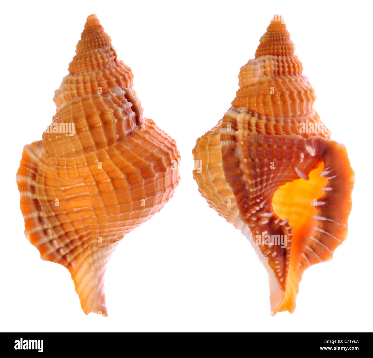 Reticulated Distorsio shell (Distorsio reticulata) c3cm. Region: Indo ...