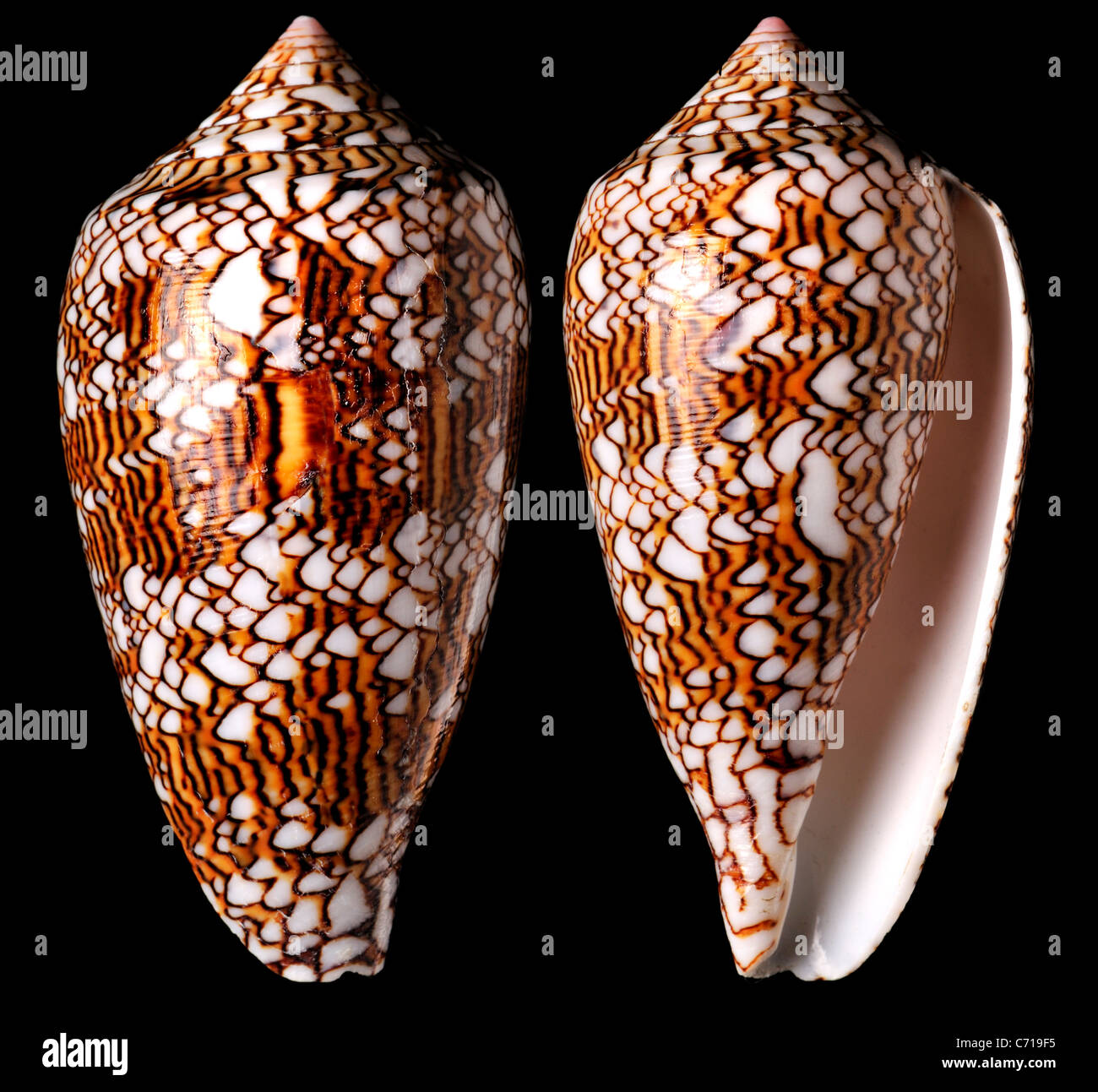 Textile Cone shell (Conus textile) c9cm. Phillipines Stock Photo - Alamy