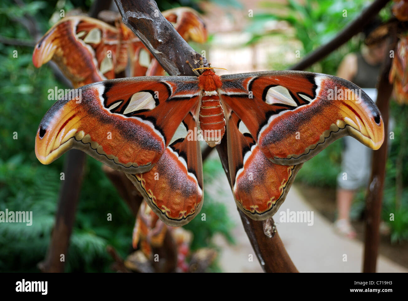 Atlas Butterfly High Resolution Stock Photography and Images - Alamy