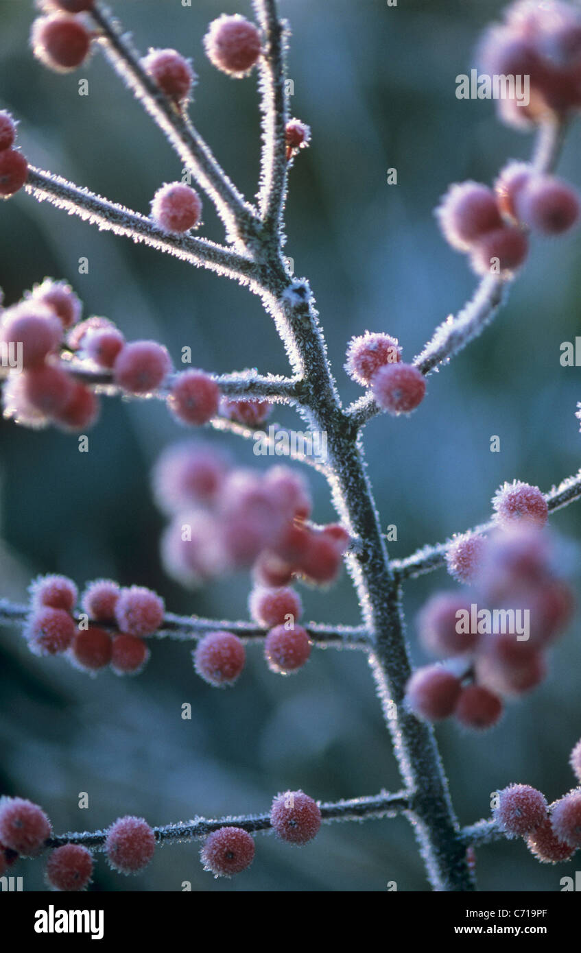 Ilex verticillata berries hi-res stock photography and images - Alamy