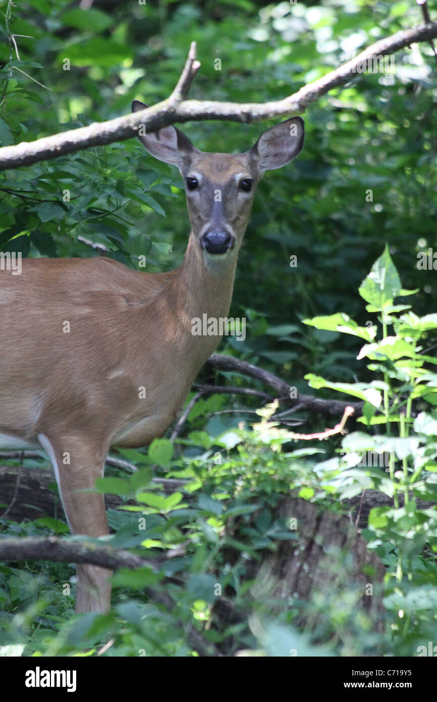 White tail deer doe standing in the green summer woods Stock Photo - Alamy