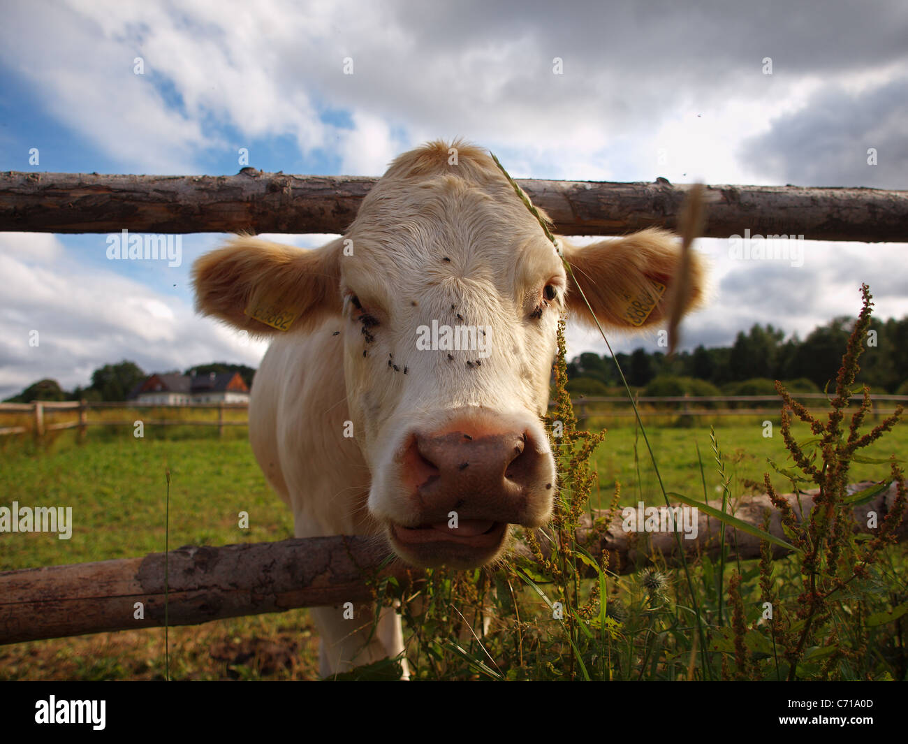 Cows approach hi-res stock photography and images - Alamy