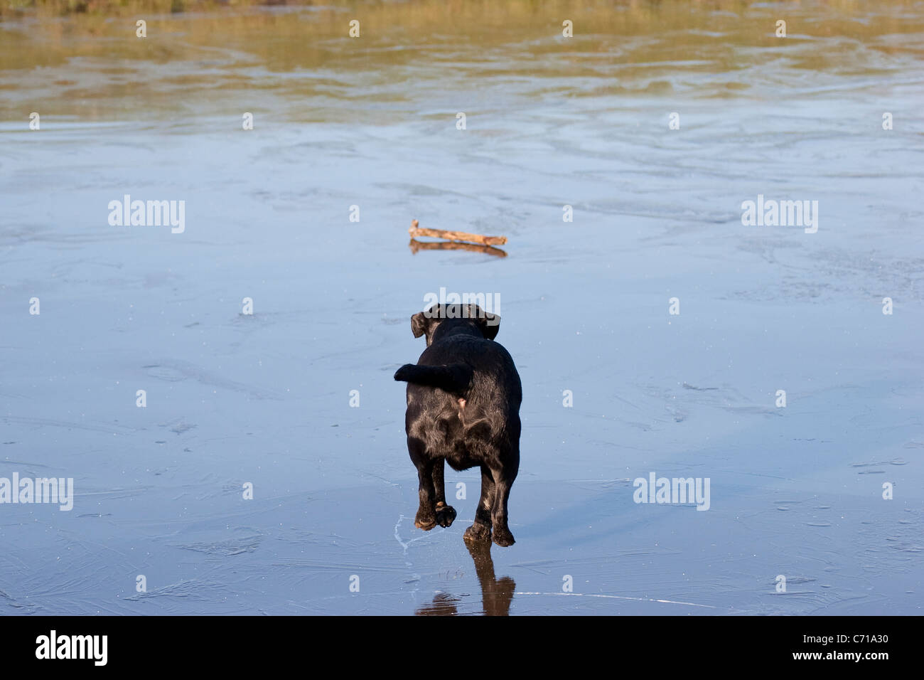 Fast running black labrador retriever hi-res stock photography and ...