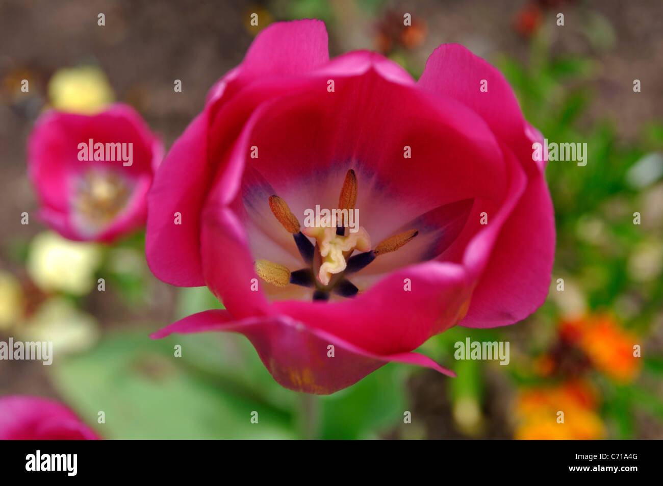 Tulip tulipa sp flower garden hi-res stock photography and images - Alamy