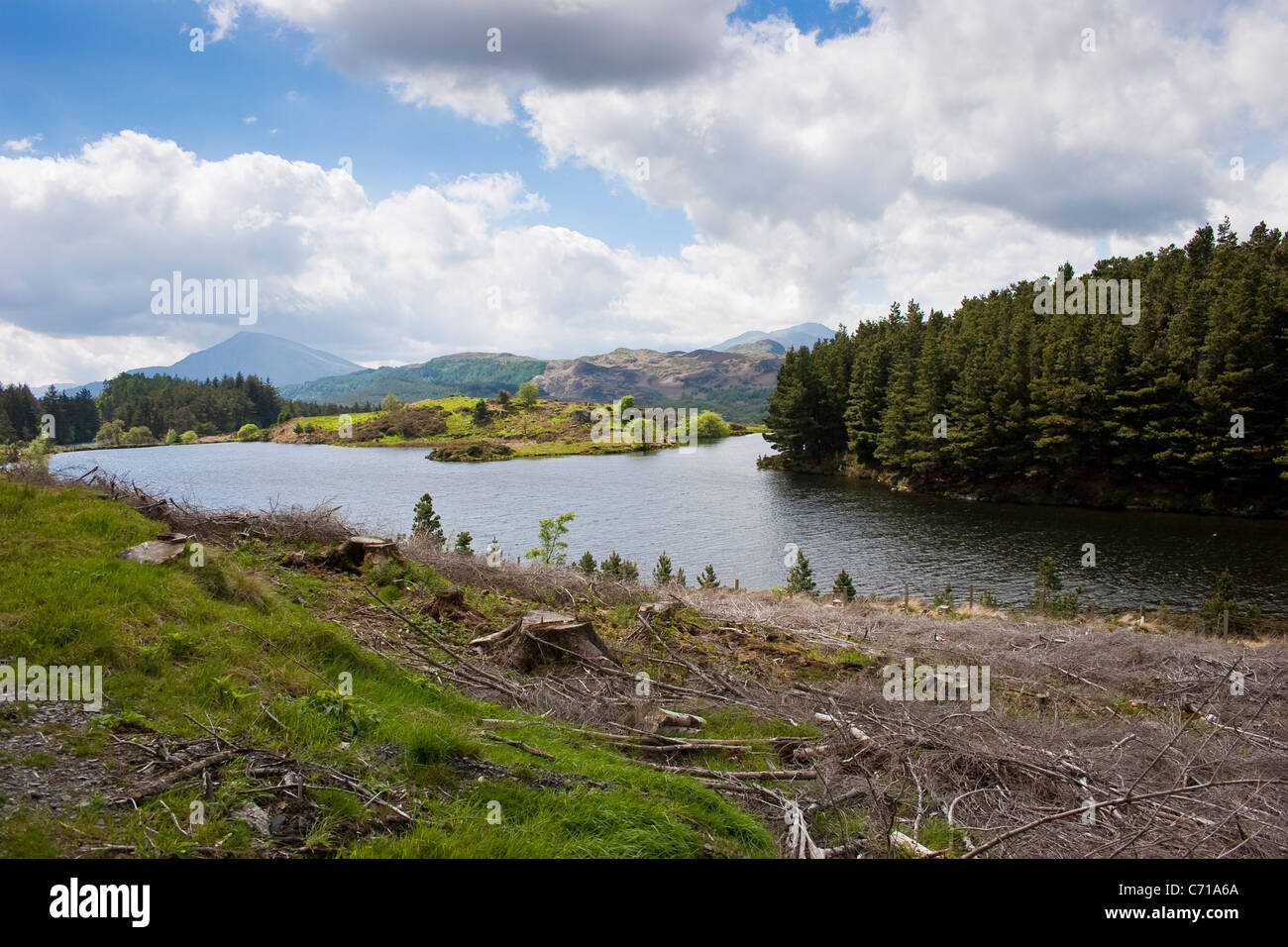 Mountain forestry scene with tree stumps, lake and sunlit island Stock ...
