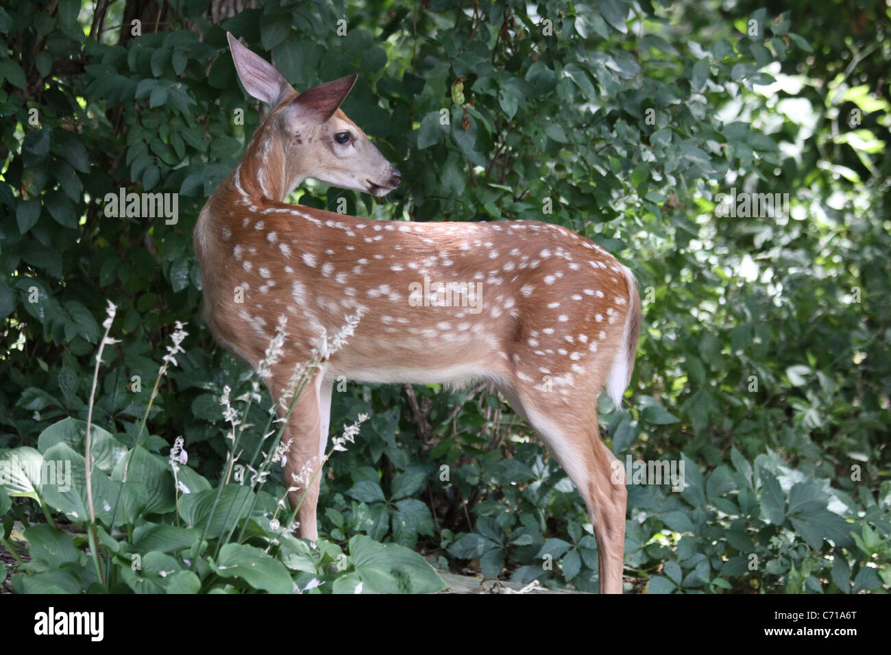 Fawn Standing