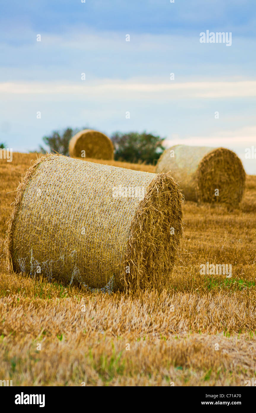 Bail straw hi-res stock photography and images - Alamy