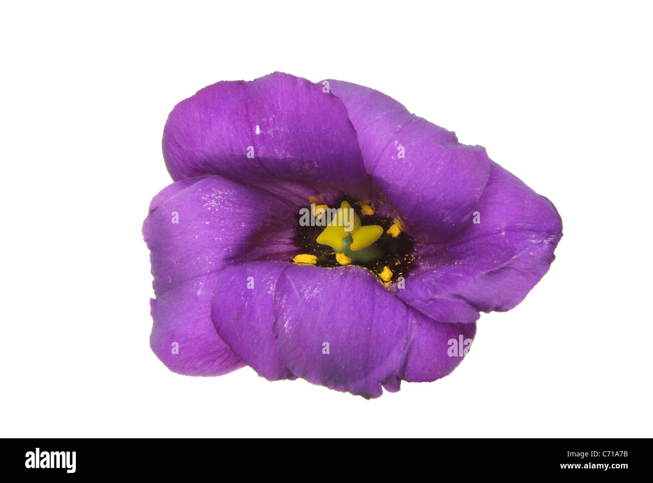 Purple eustoma flower isolated against white Stock Photo - Alamy