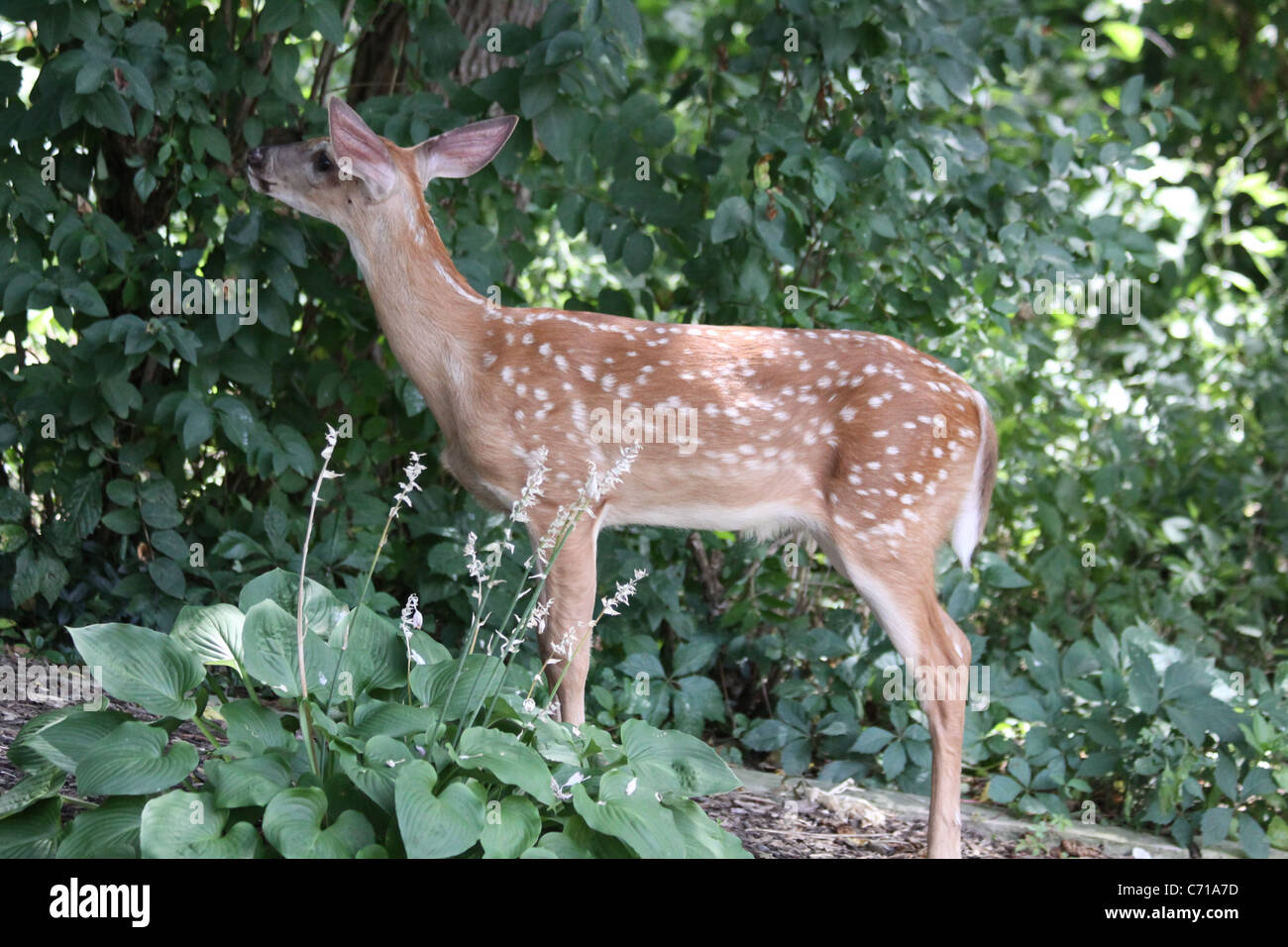 Deer fawn eating hi-res stock photography and images - Alamy