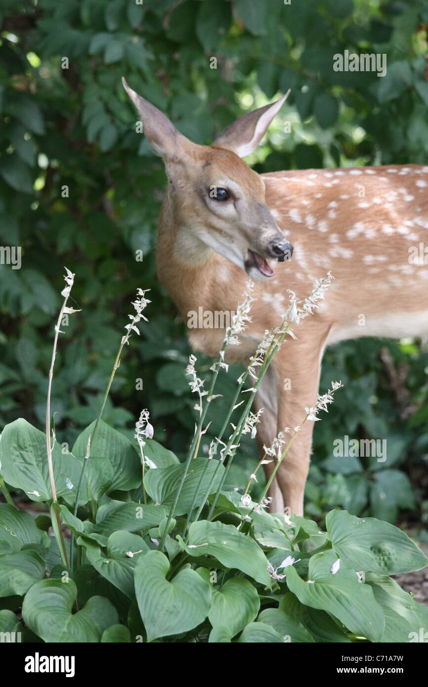 Close up of a White tail deer spotted fawn eating a hosta at the edge ...