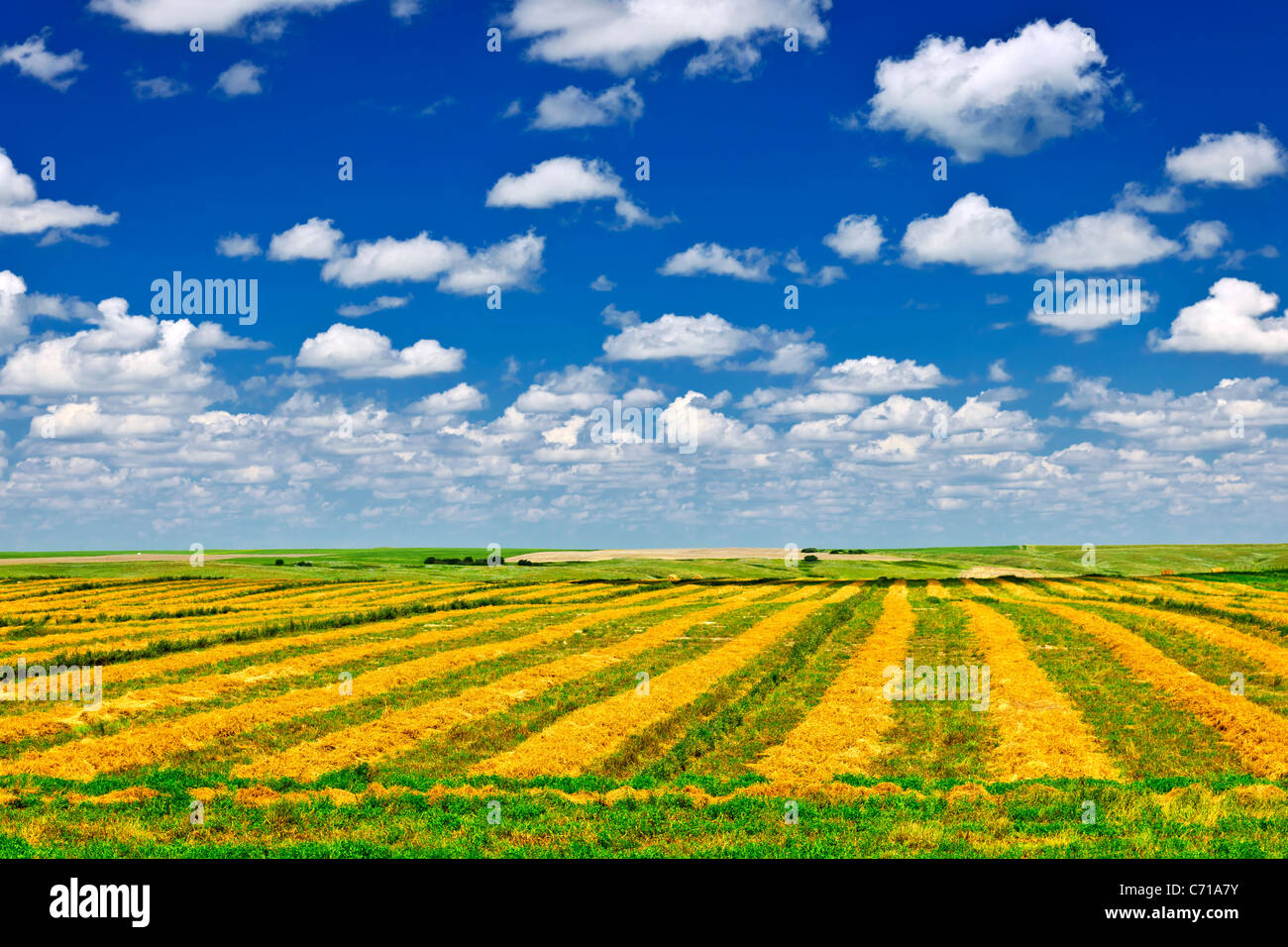 Saskatchewan Farm Landscape
