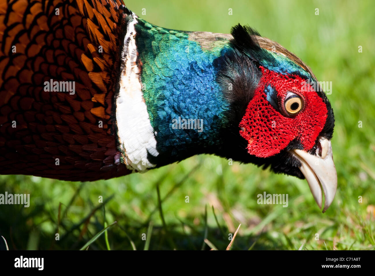 Pheasant male Close up Profile View of Vibrant Colours Stock Photo - Alamy