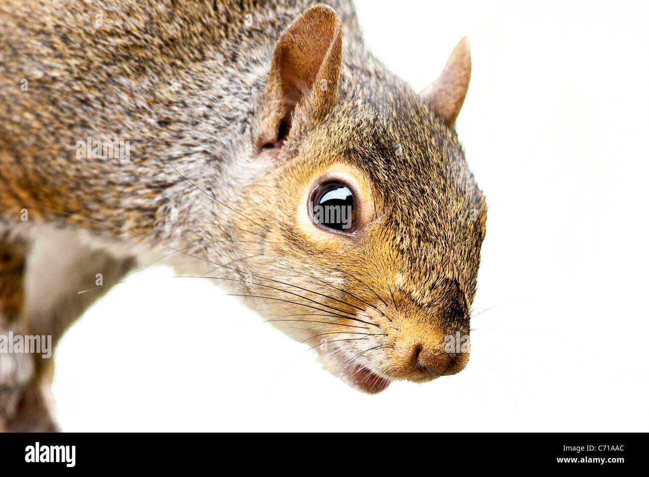 Close up of Grey Squirrel head and shoulders Isolated white background ...