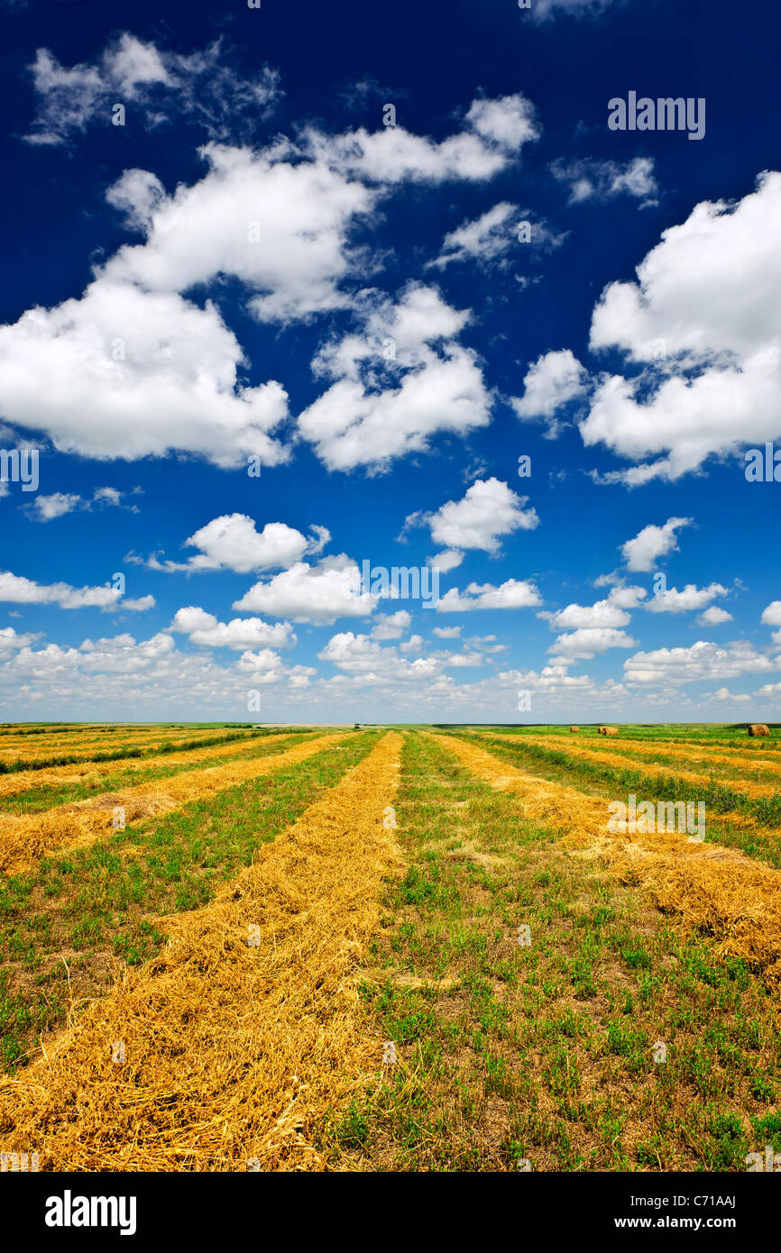 Saskatchewan wheat fields hi-res stock photography and images - Alamy