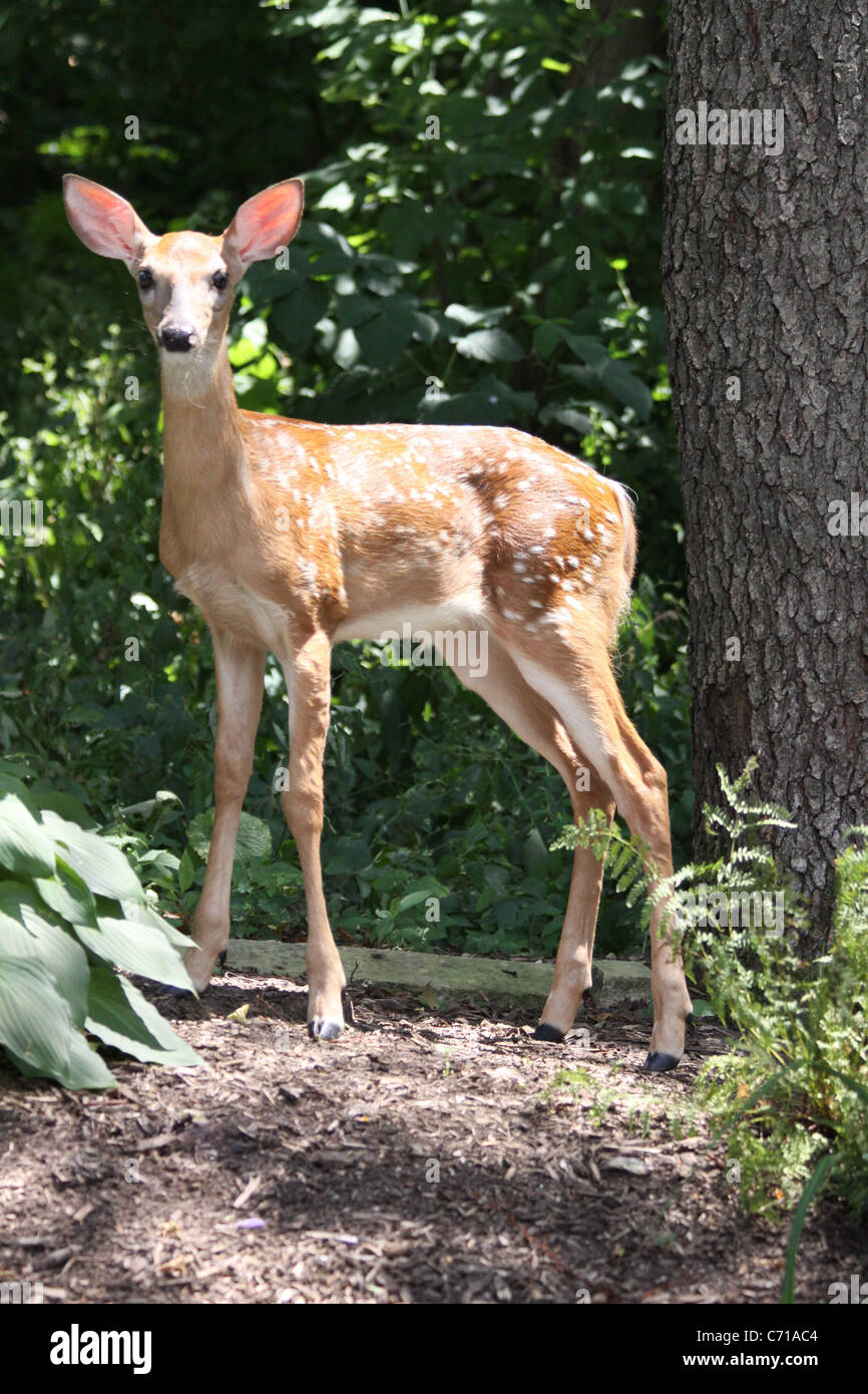 Fawn Standing