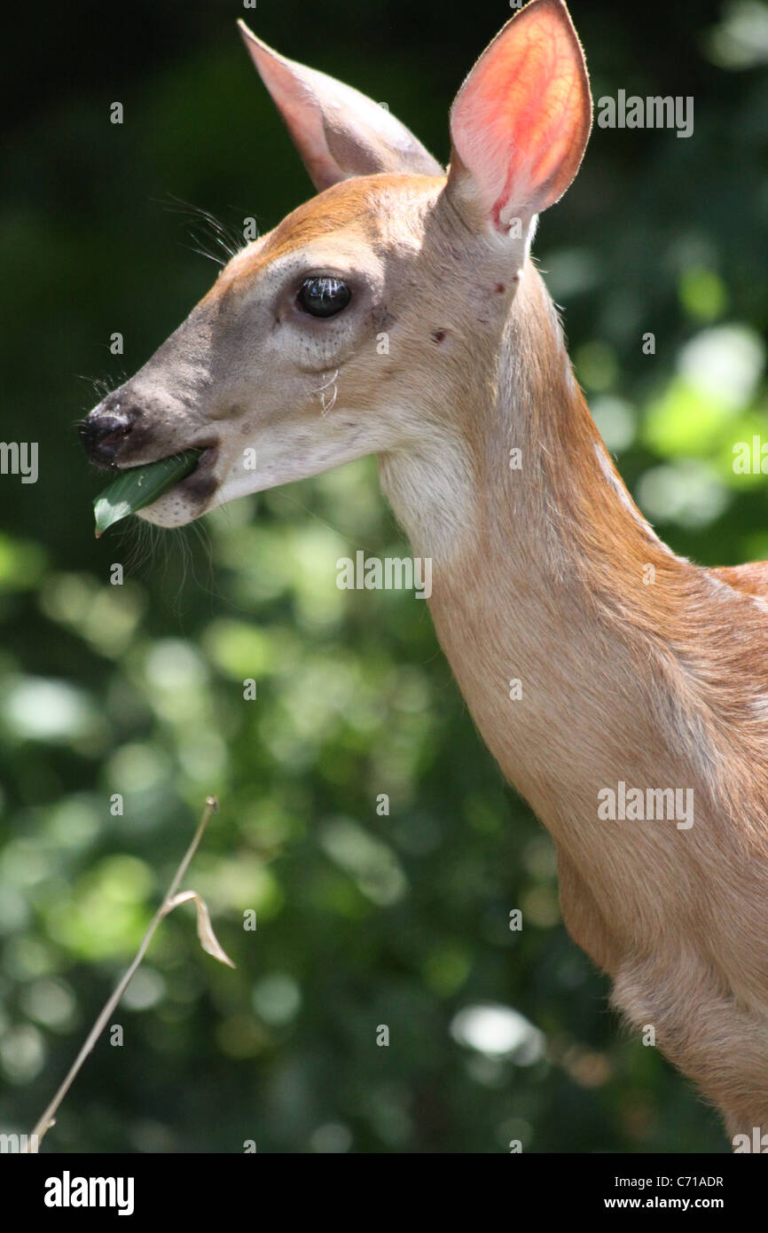 Deer fawn eating hi-res stock photography and images - Alamy