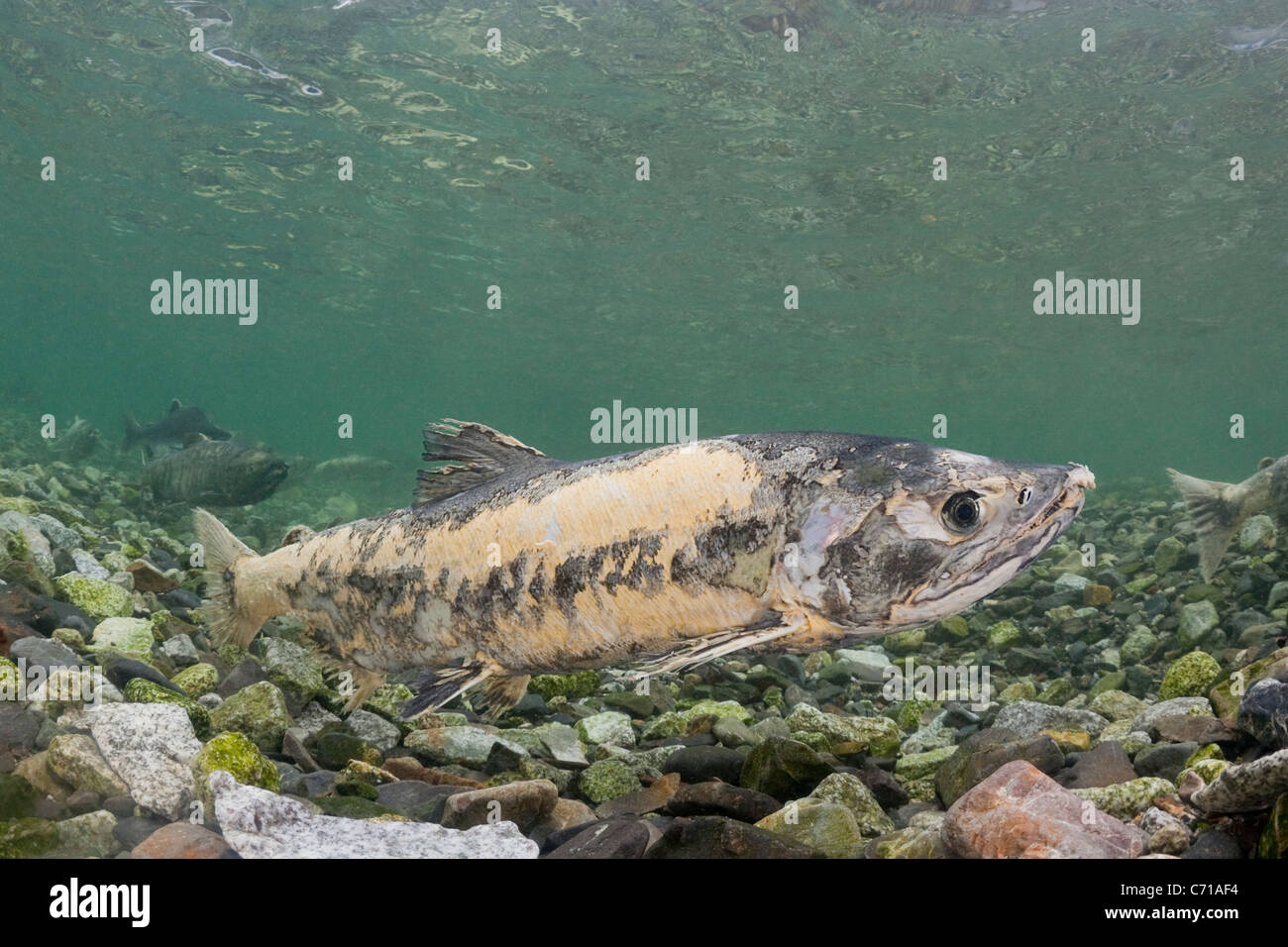 chum salmon, Oncorhynchus keta, with body already starting to decompose ...