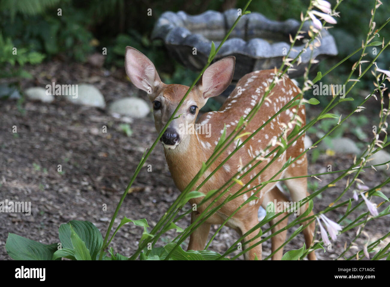 White tail deer spotted fawn looking through a hosta bloom near a bird ...
