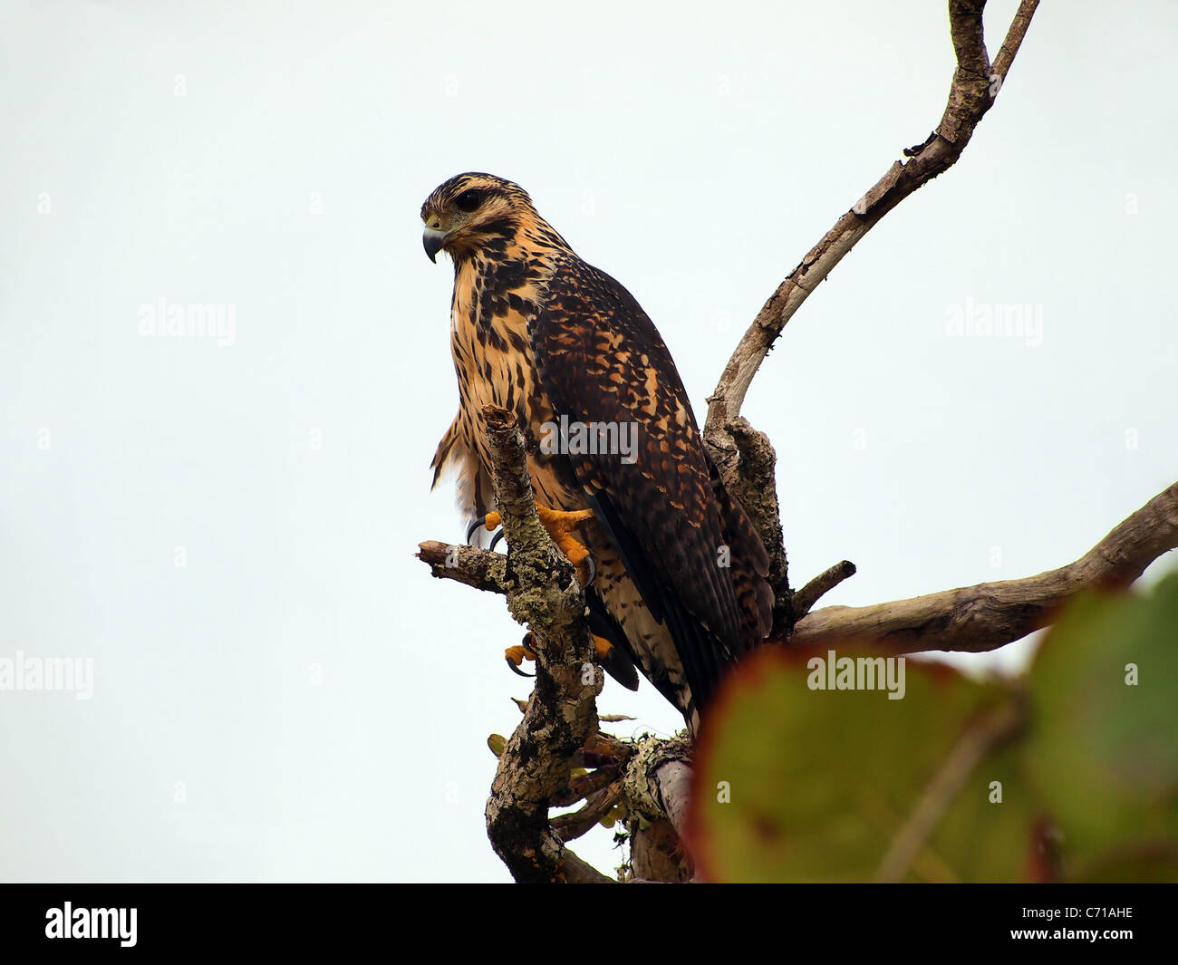 Young common Black-Hawk Buteogallus anthracinus in a tree branch ...