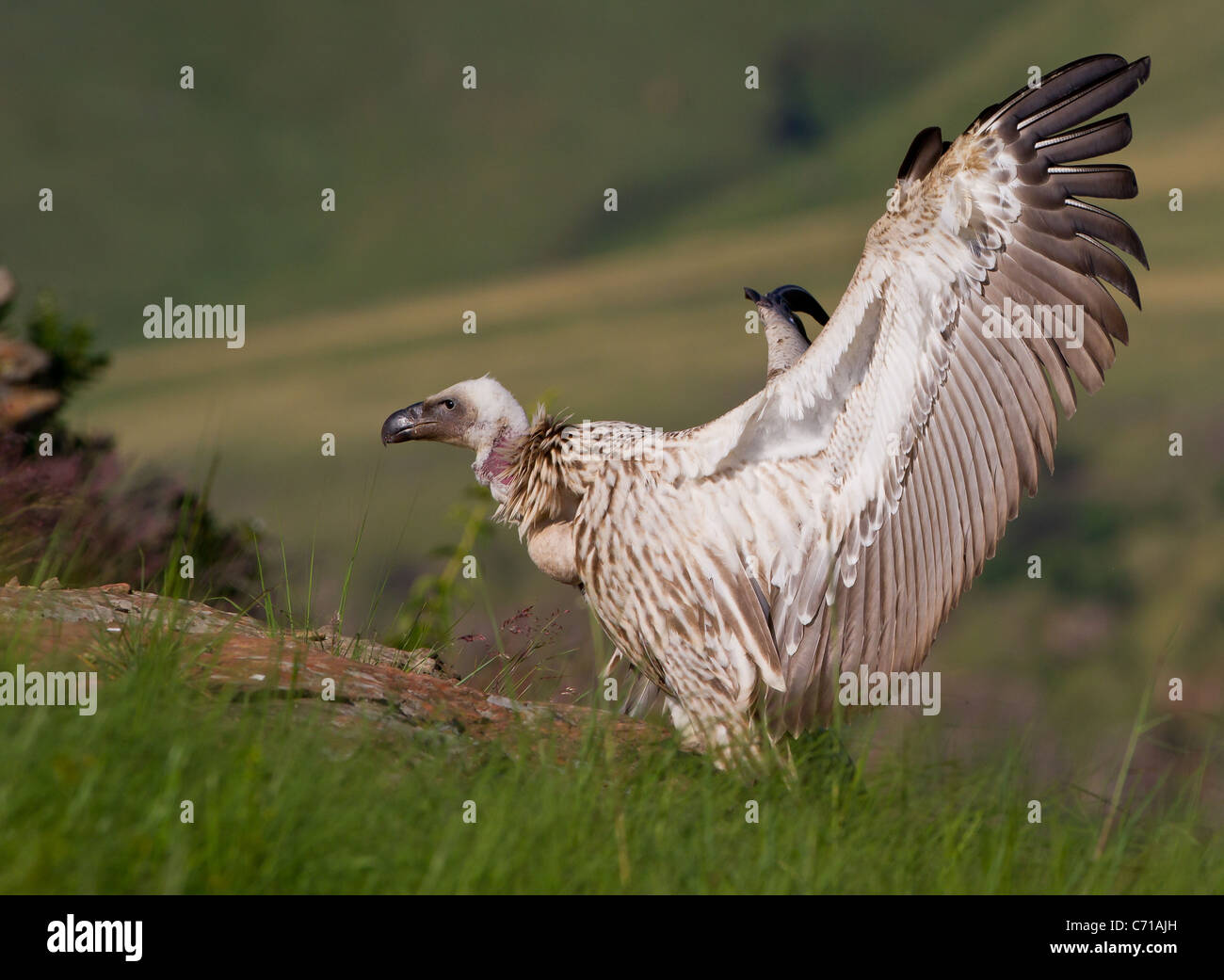 cape vulture in flight or with spread wings Stock Photo - Alamy