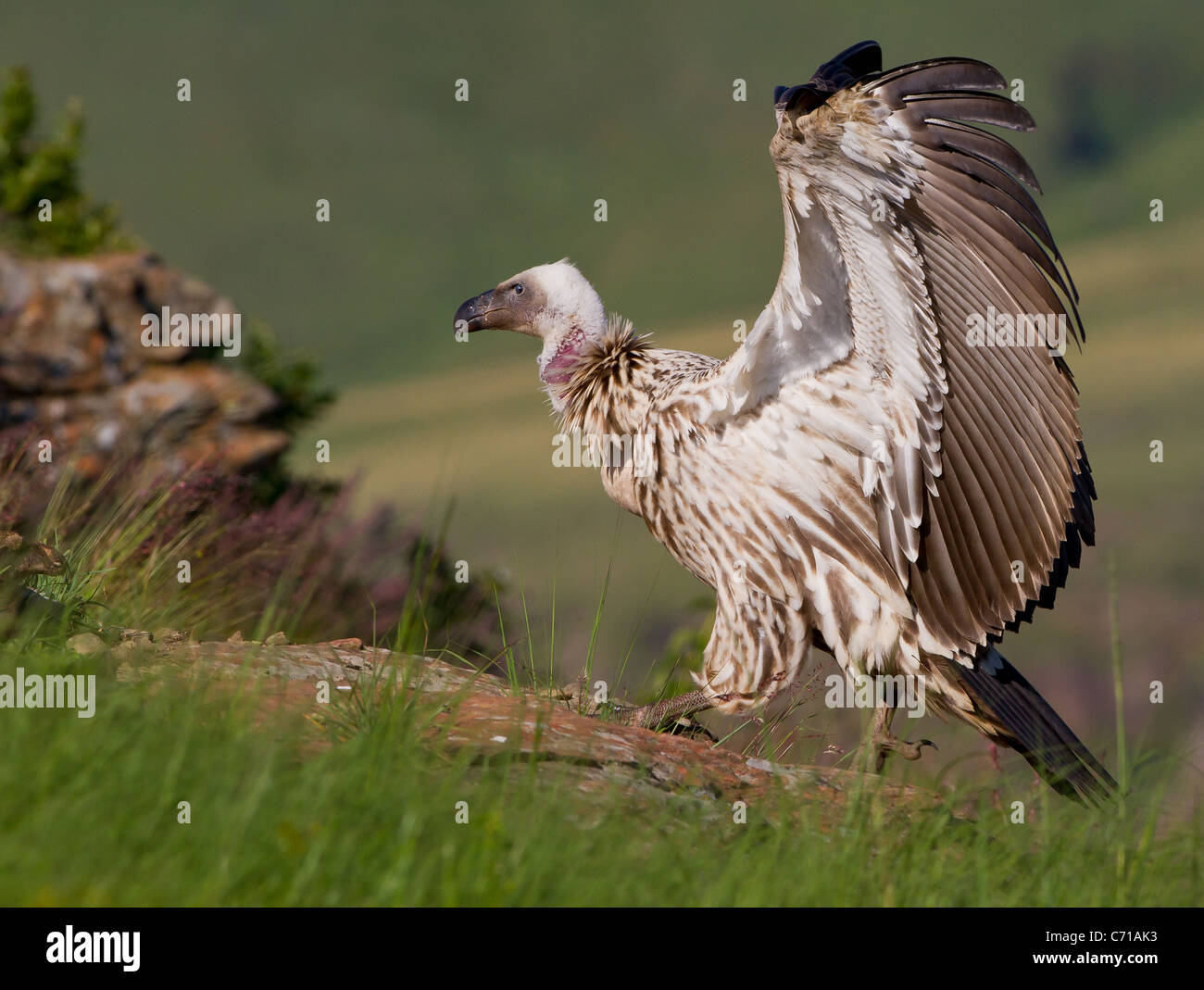 cape vulture in flight or with spread wings Stock Photo - Alamy