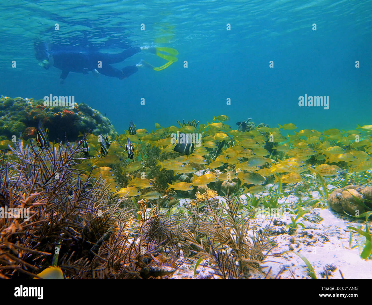 Coral reef fish costa rica hi-res stock photography and images - Alamy