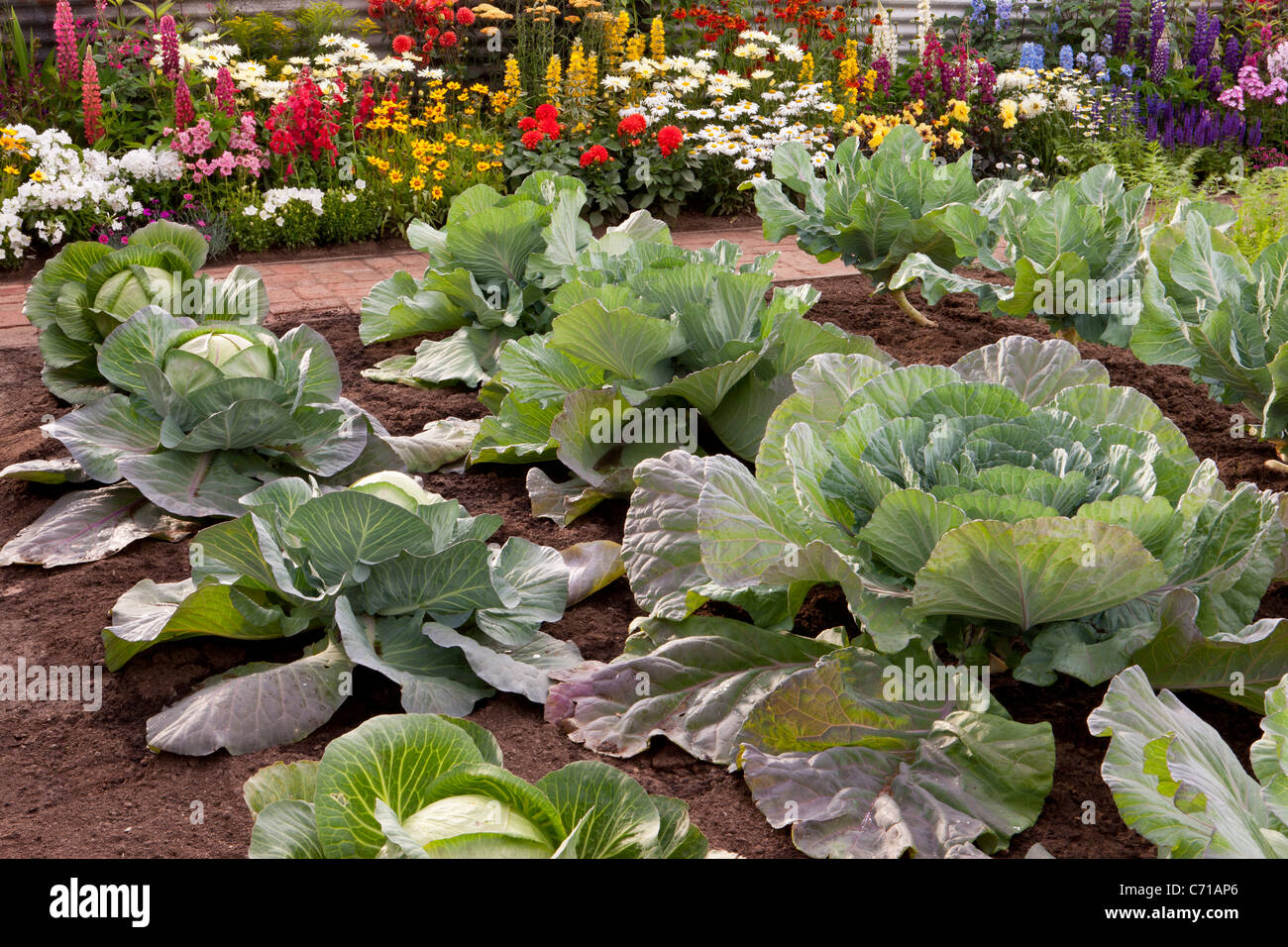Veg in flower border hi-res stock photography and images - Alamy