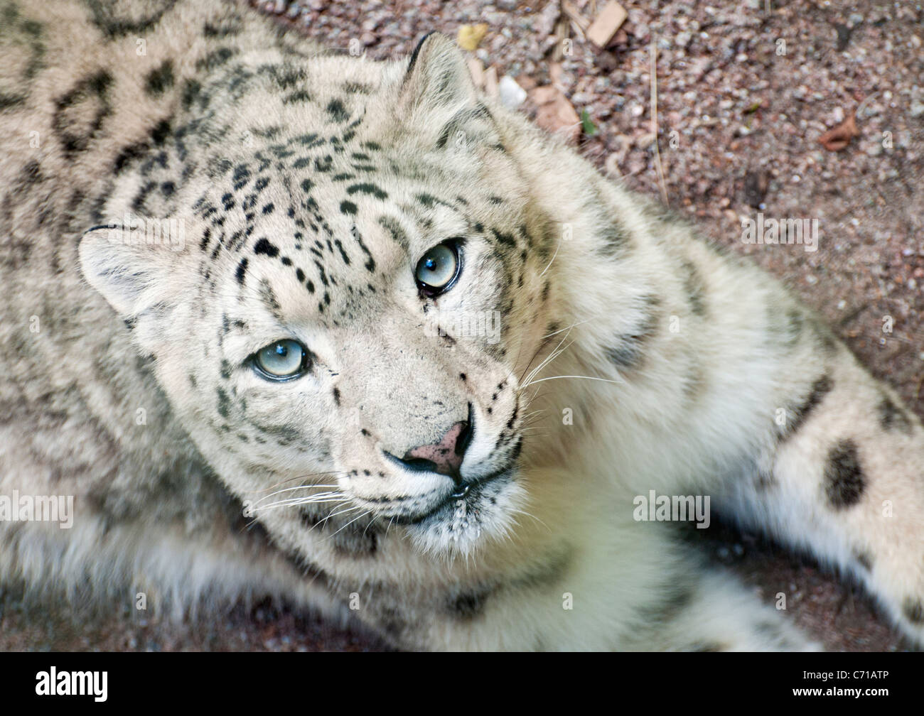 Snow leopard looking up at camera Stock Photo - Alamy