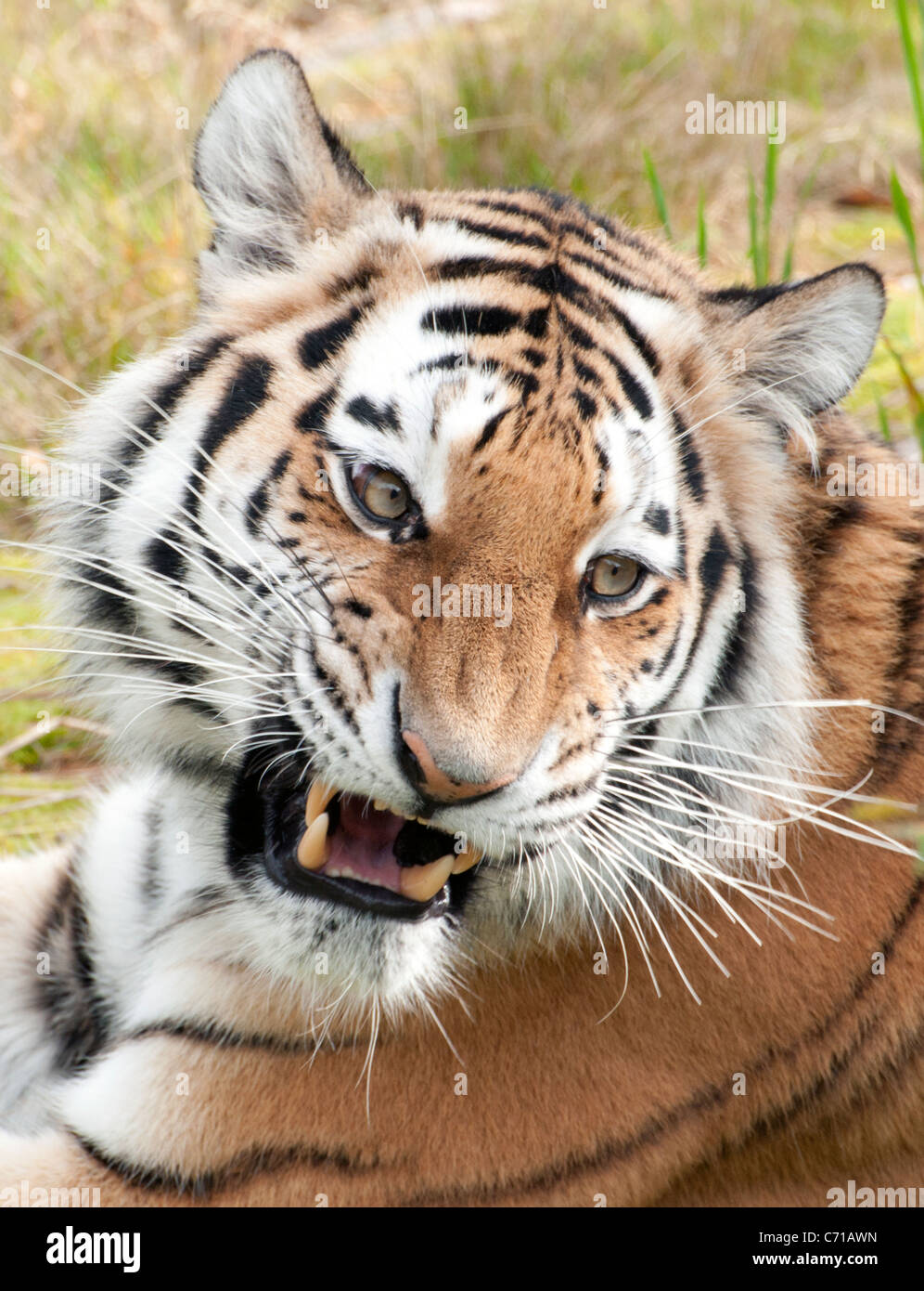 Female Tiger Growling