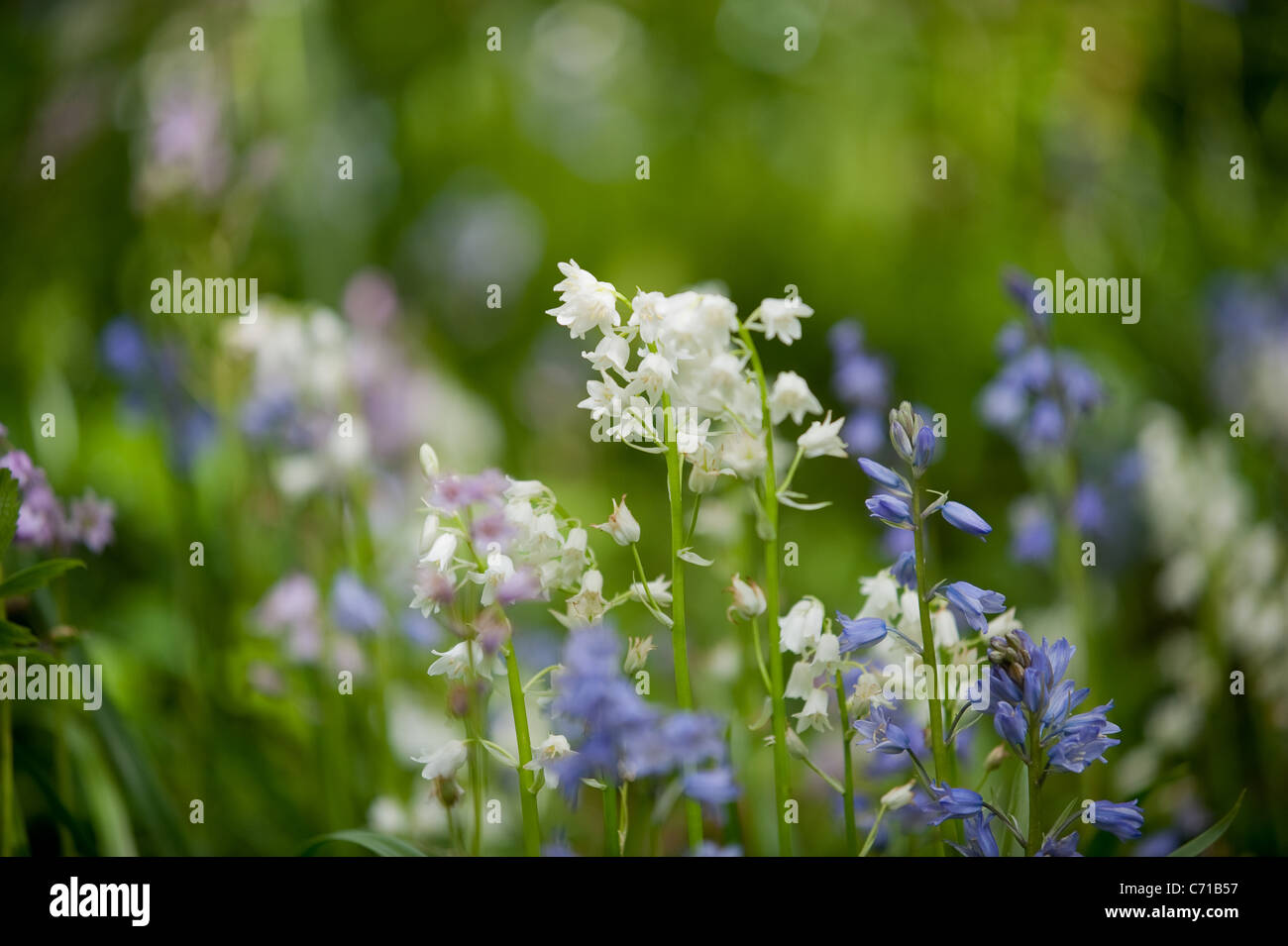 Bluebells white hi-res stock photography and images - Alamy
