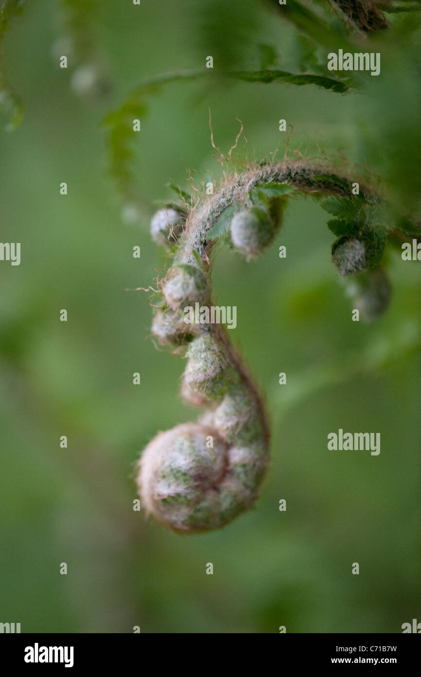 Male fern hi-res stock photography and images - Alamy